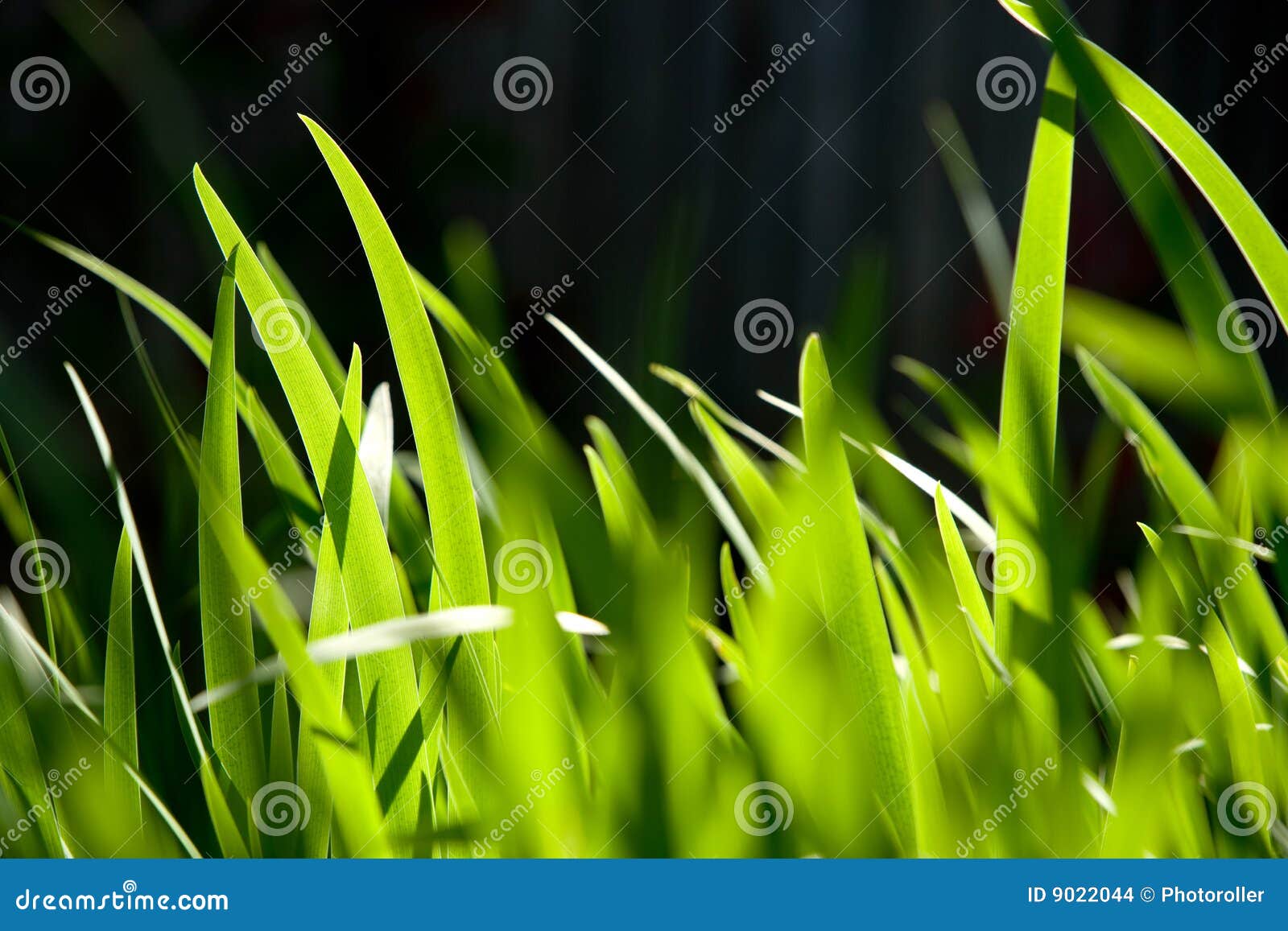 Macro shot of green grass stock photo. Image of green - 9022044