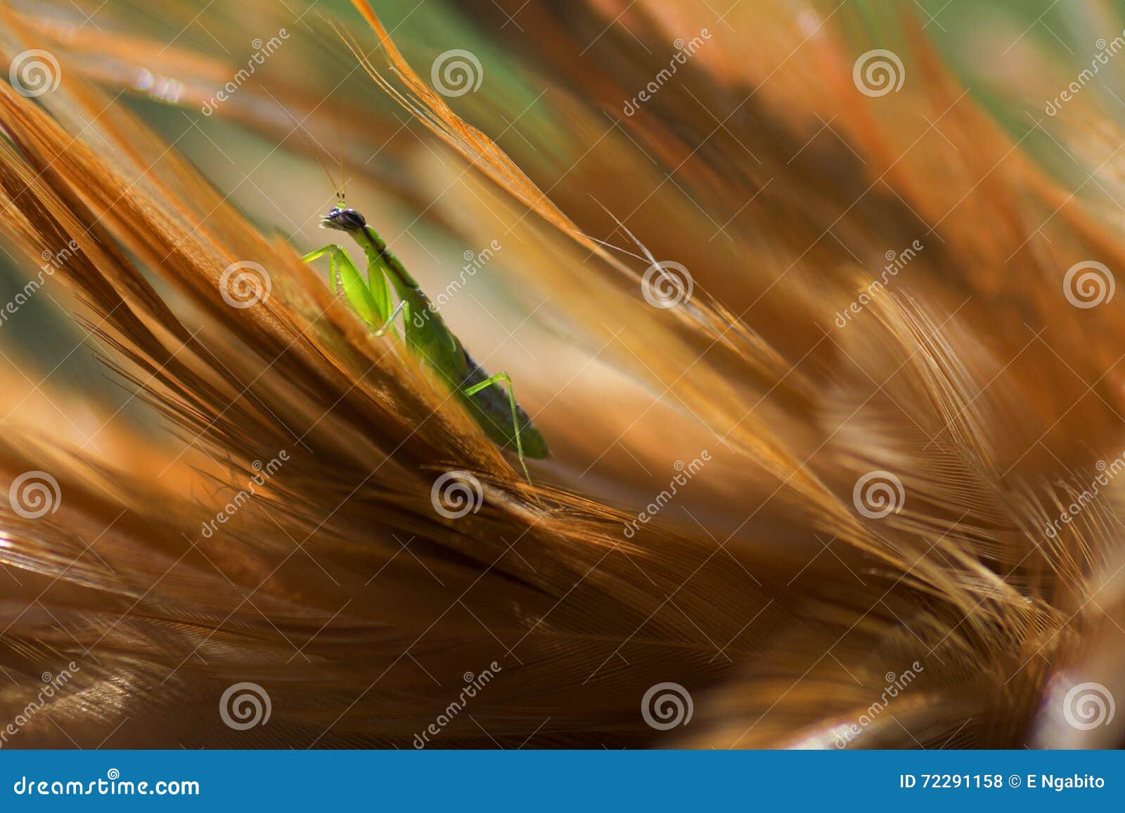 Macro Shot of Green Praying Mantis Stock Photo - Image of antennae ...