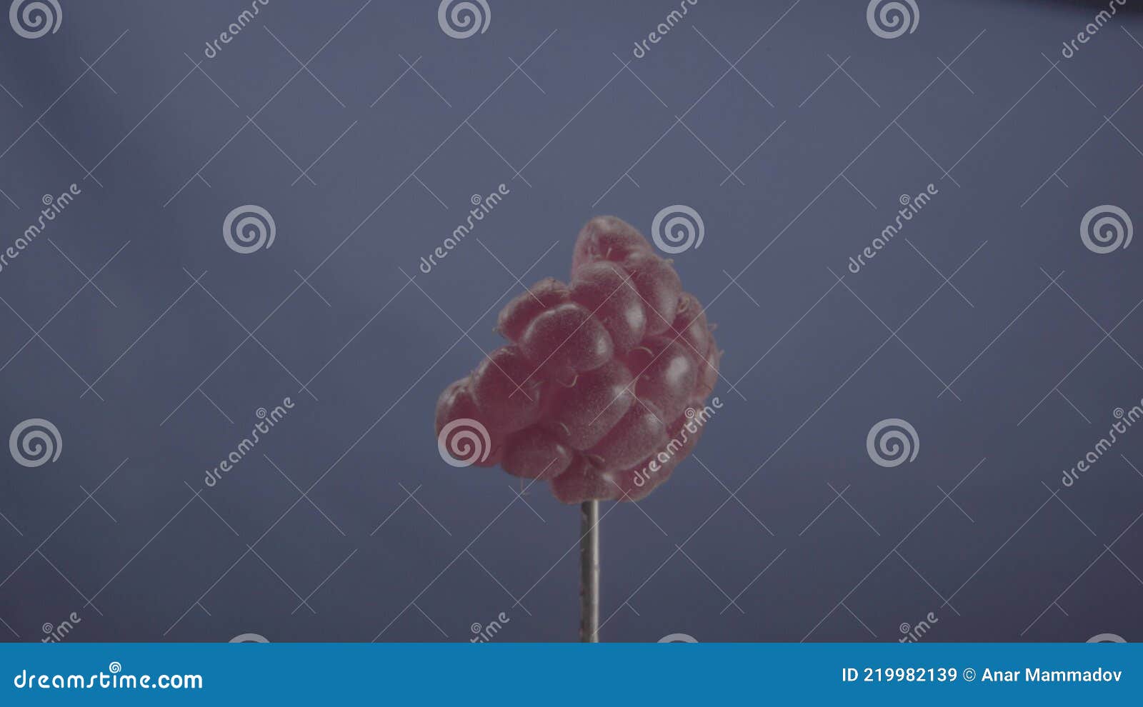 Raspberry Rotating with Loop on Blue Screen for Chroma Key Stock Video ...