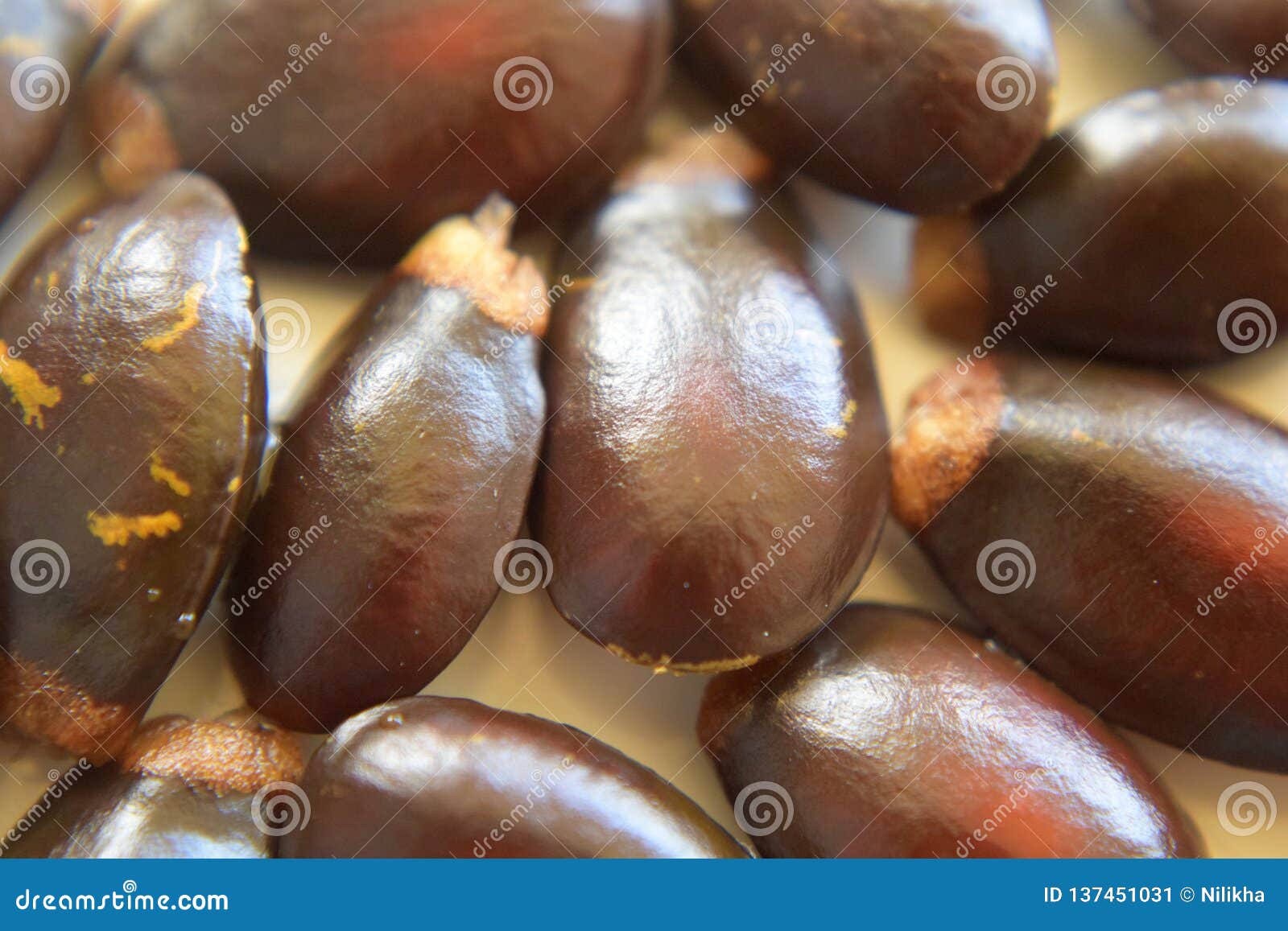 Guyabano seeds stock image. Image of tropical, muricata - 137451031