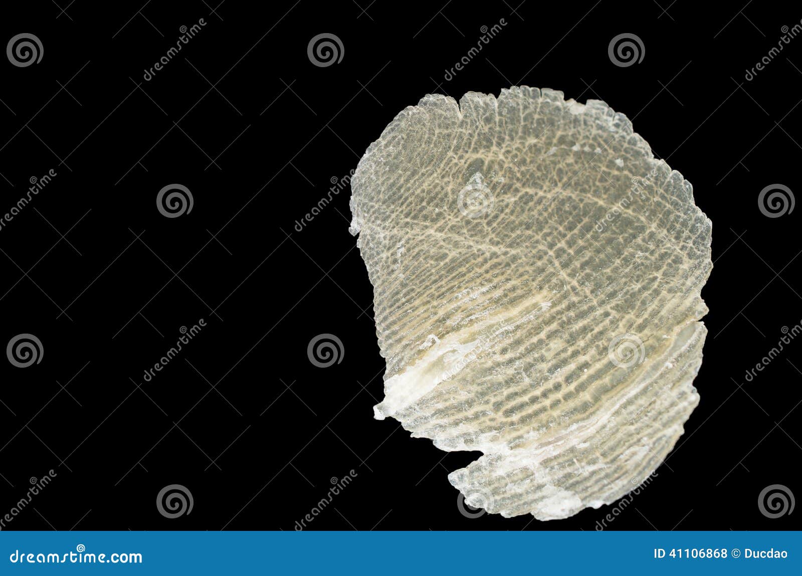 Macro Shot of Hardened Skin Stock Photo - Image of callus, foot: 41106868