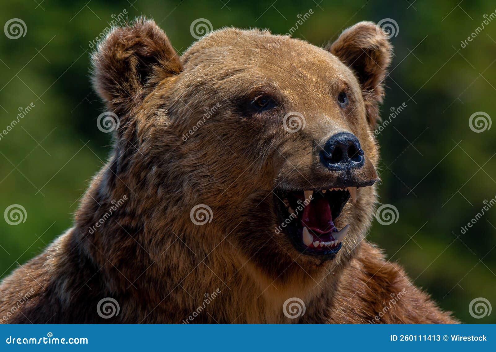 Macro Shot of the Head of a Brown Bear with an Open Mouth Stock Image ...