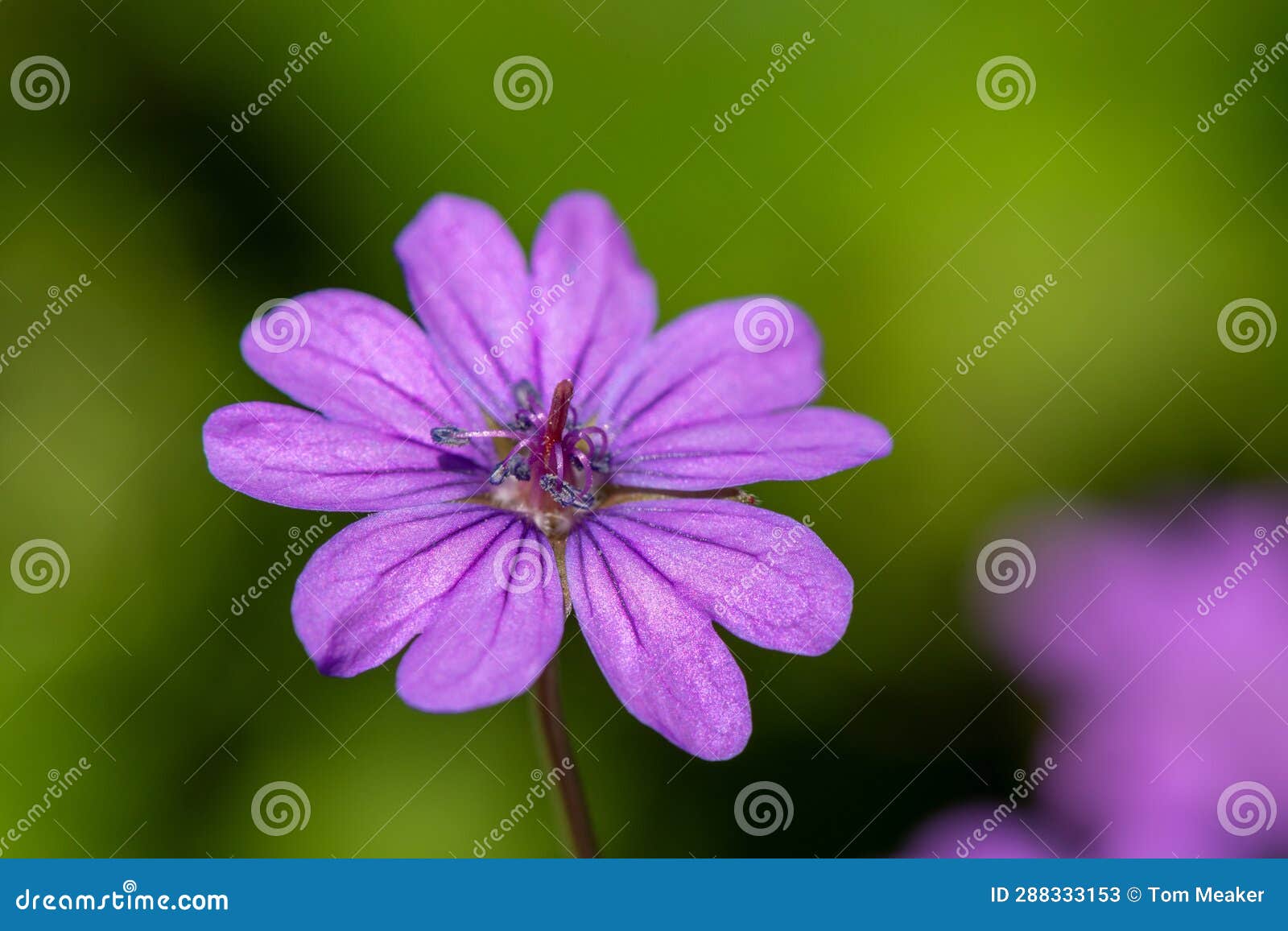Hedgerow Geranium (geranium Pyrenaicum Stock Image - Image of ...