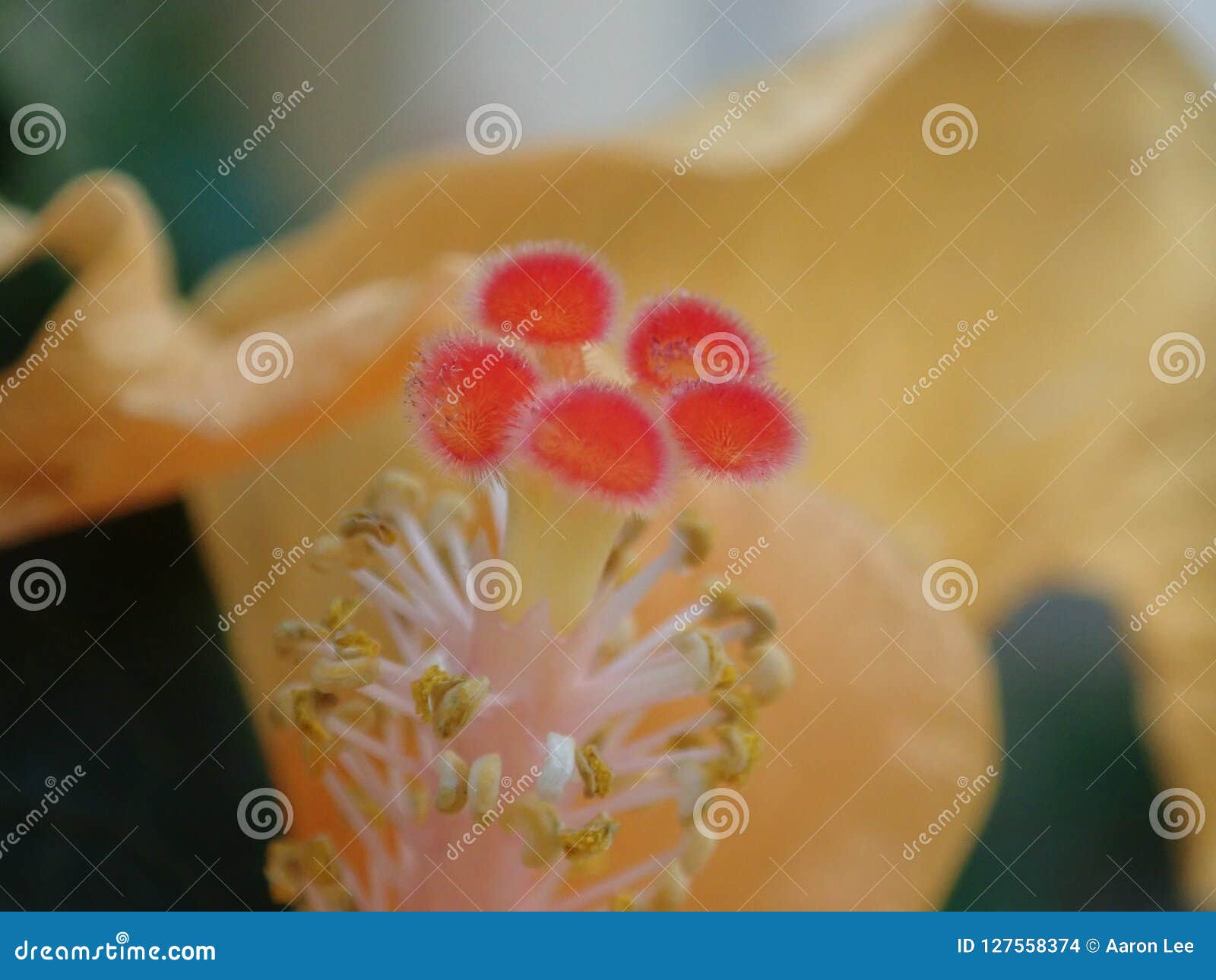 Macro of hibiscus pollen stock photo. Image of floral - 127558374