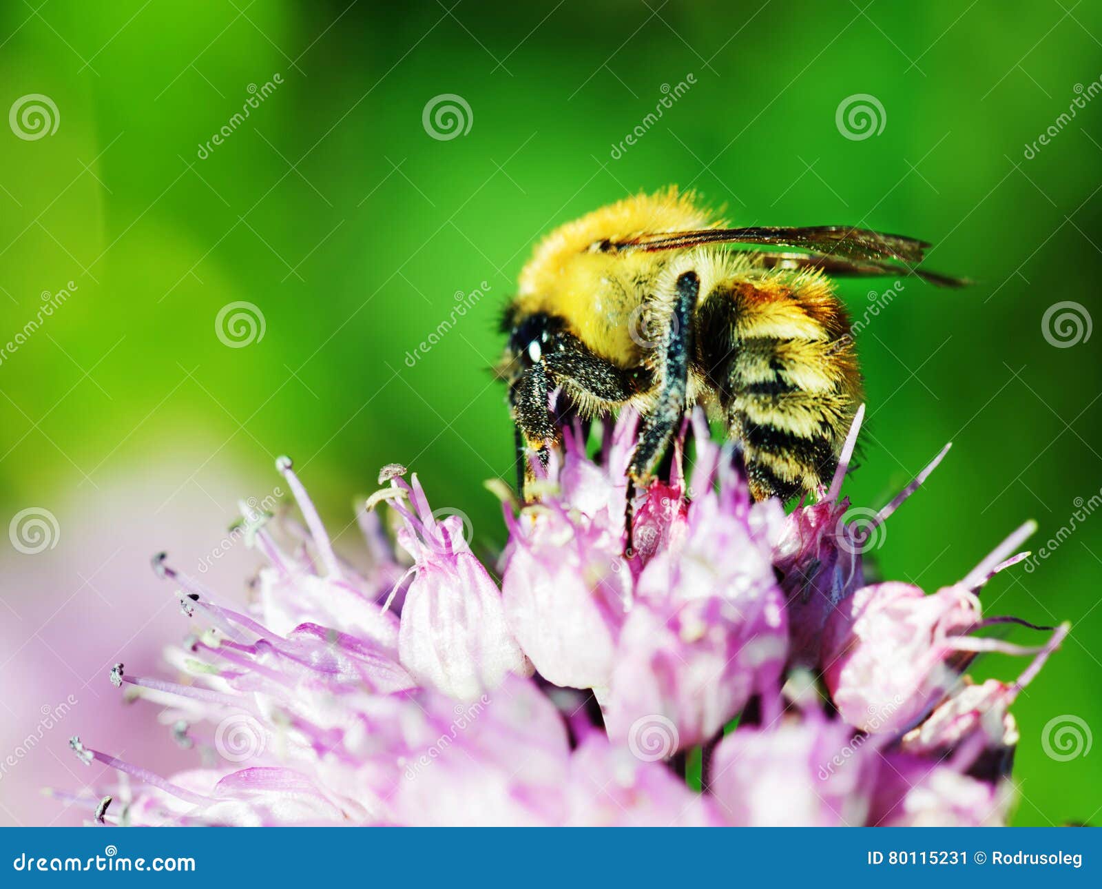 Macro Shot of Honey Bee on Blue Flower Stock Image - Image of green ...