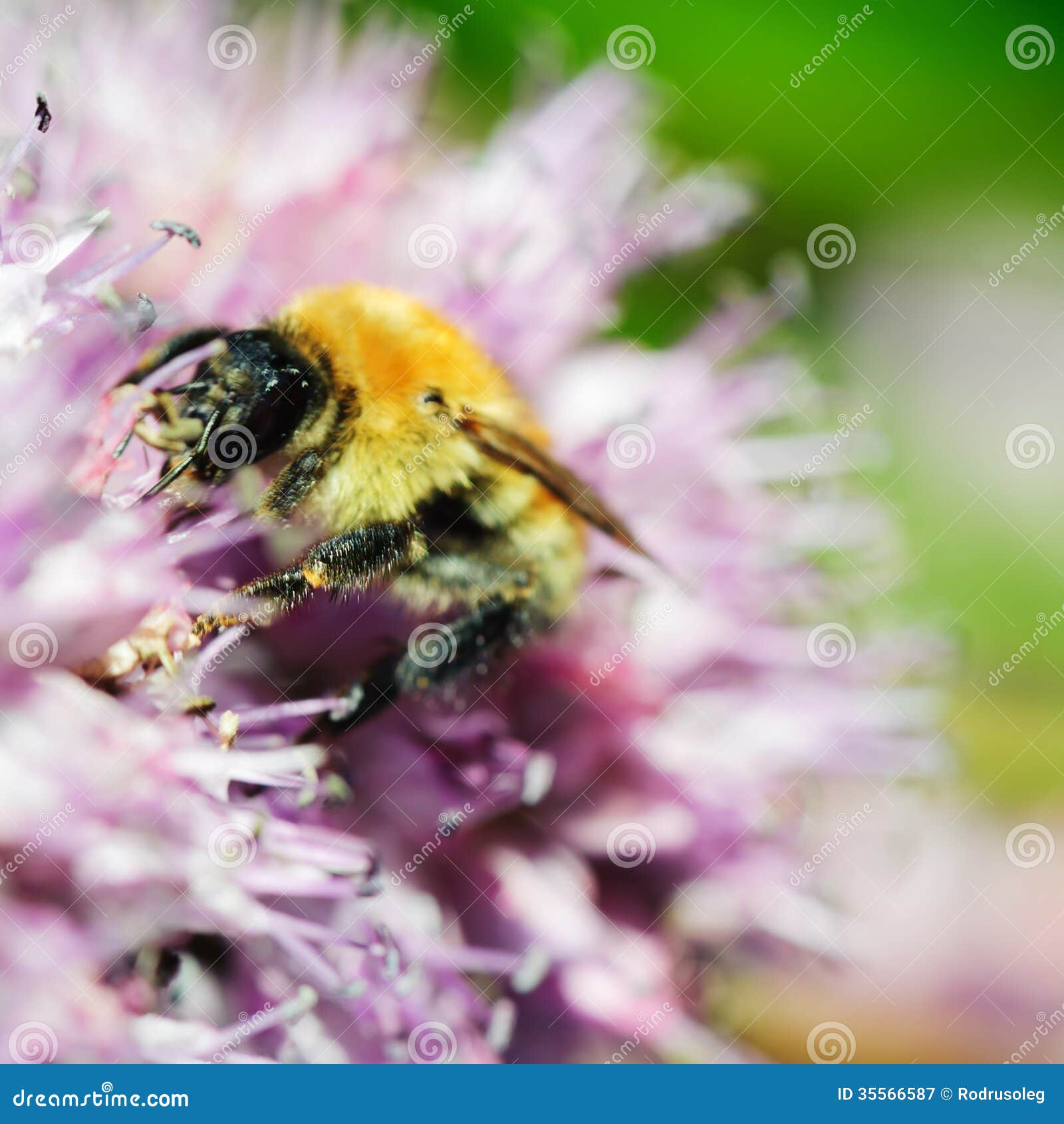 Macro Shot of Honey Bee on Blue Flower. Stock Image - Image of lotus ...