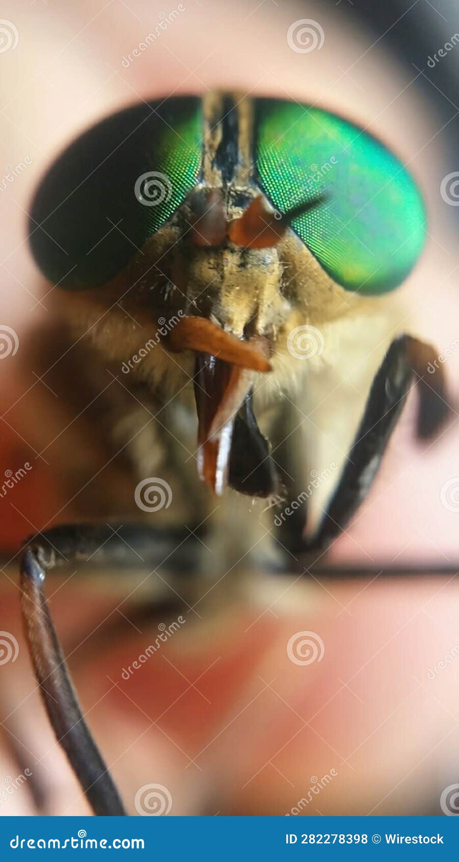 Macro Shot of a Horsefly Insect Perched on a Man& X27;s Finger Stock ...
