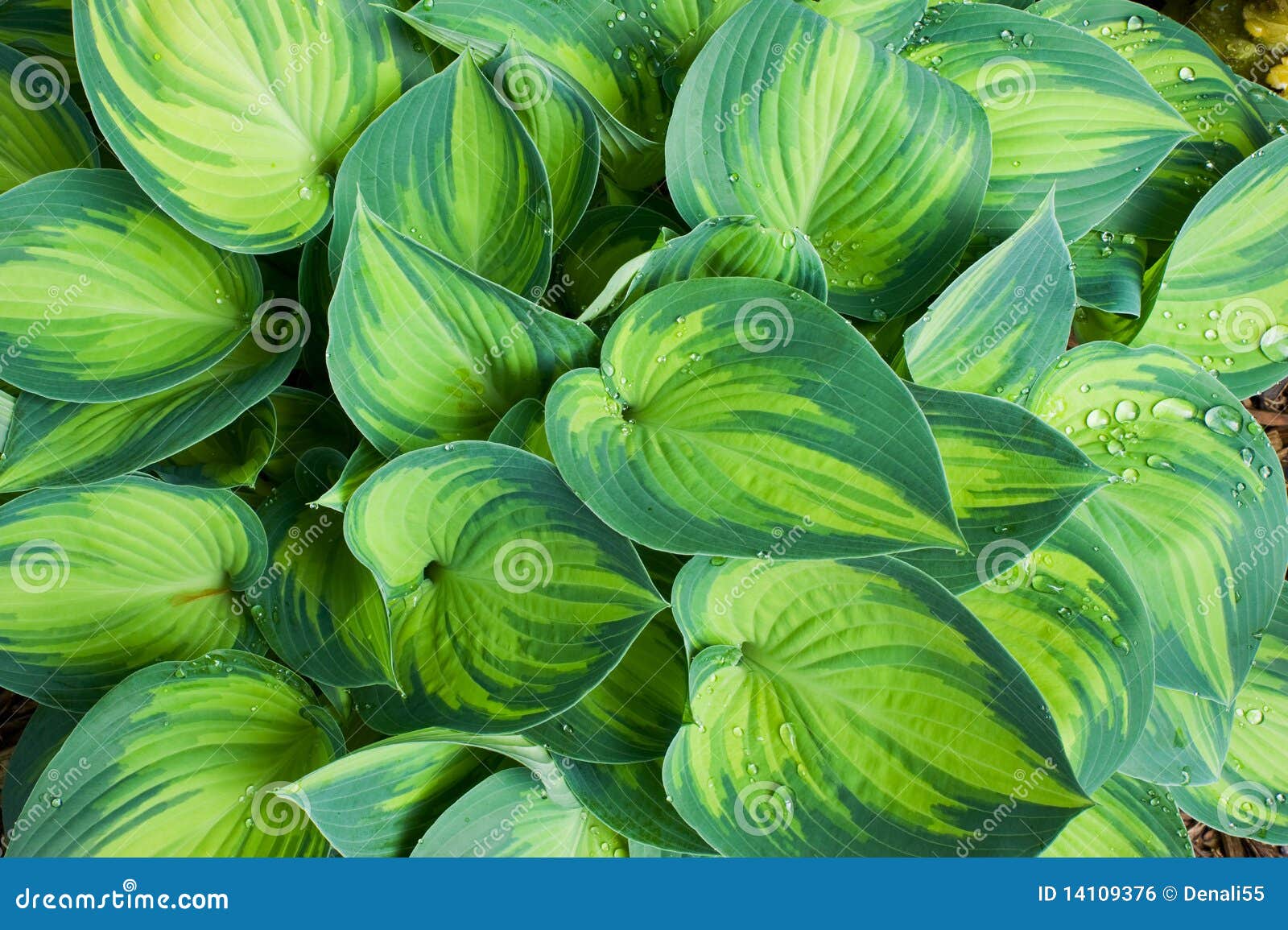 Macro shot of hosta plant stock photo. Image of perennial - 14109376