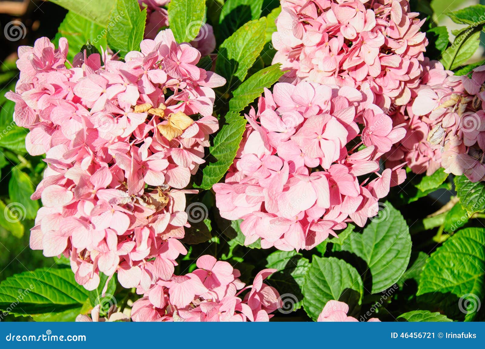 A Macro Shot of a Hydrangea Bloom Stock Image - Image of beautiful ...