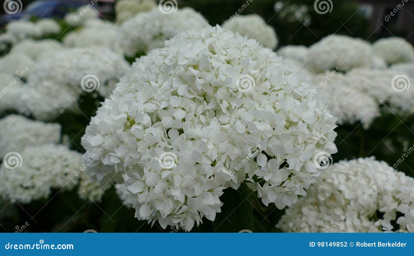 Macro Shot of Hydrangea Plant Stock Photo - Image of flowers, forsythia ...