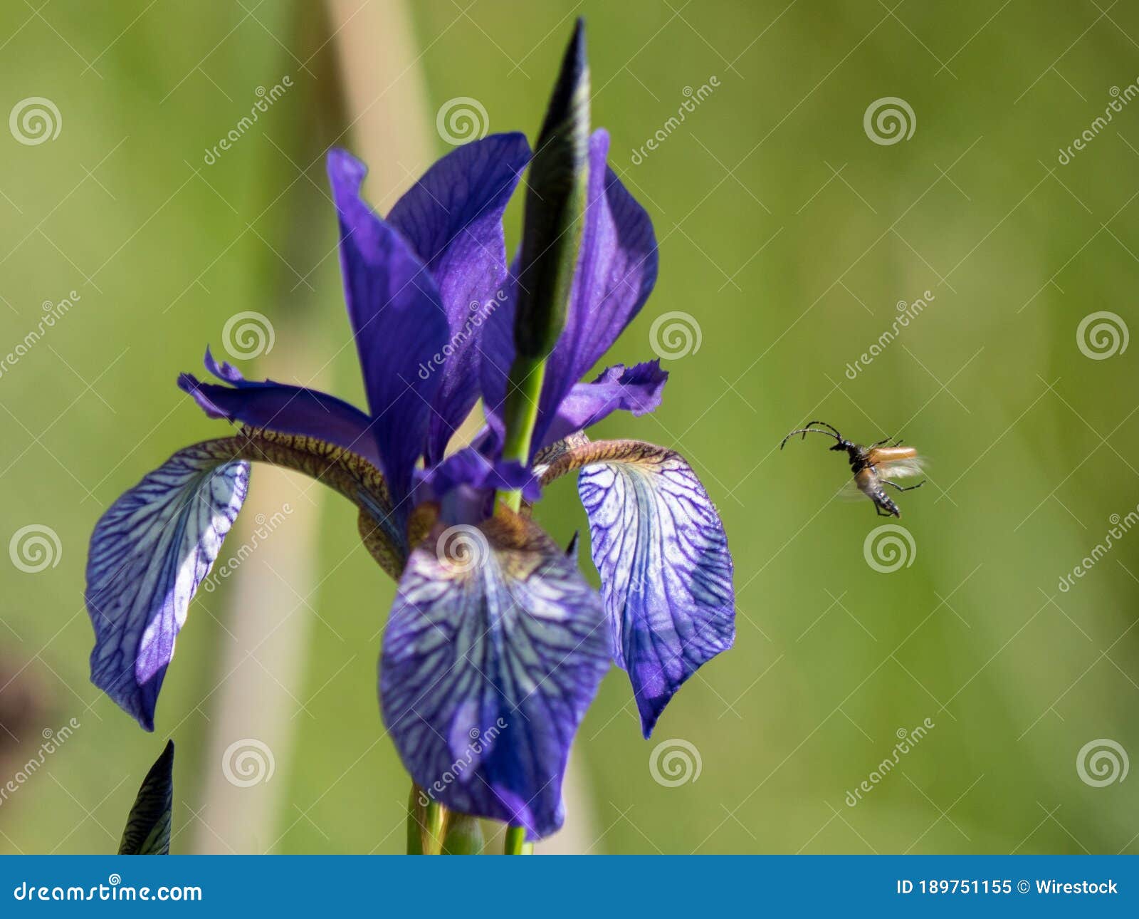 Macro Shot of an Insect Flying Near a Purple Iris in the Daylight Stock ...