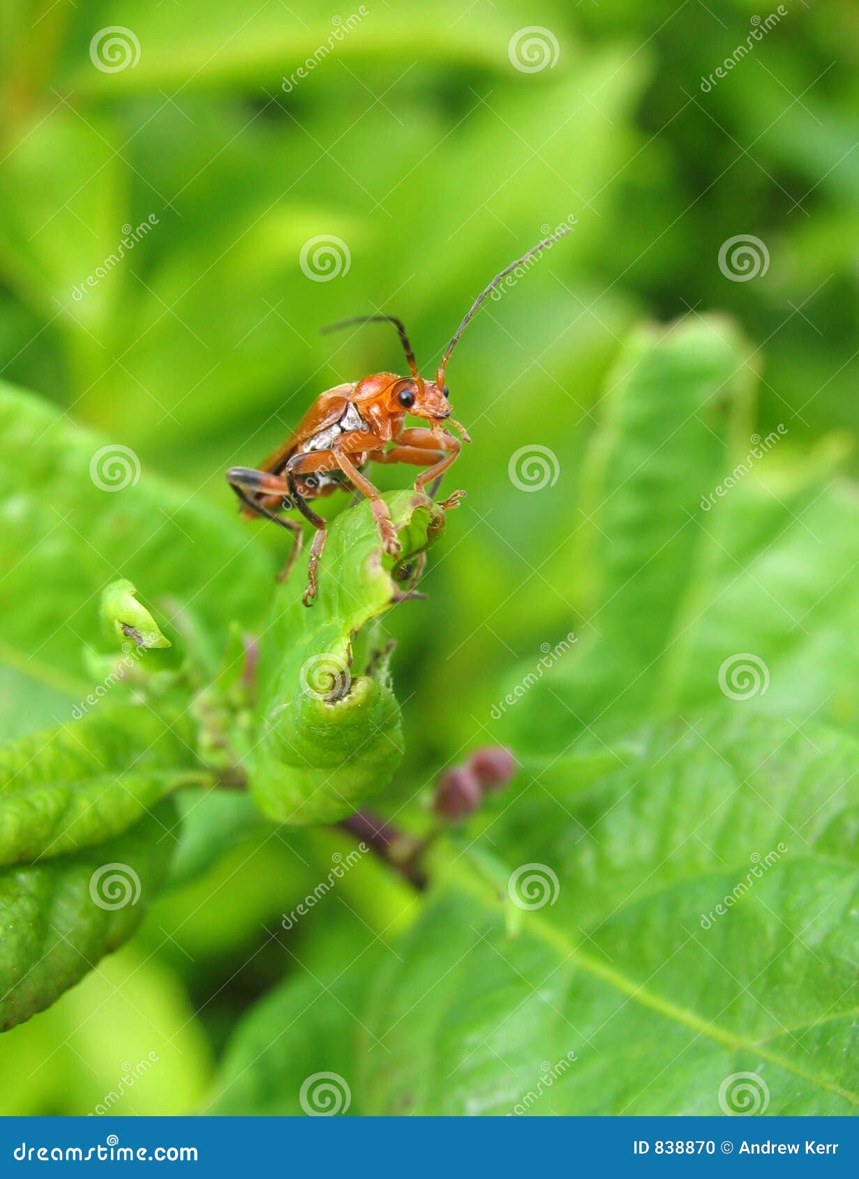 Macro Shot of Insect on a Leaf Stock Photo - Image of infest, weevil ...