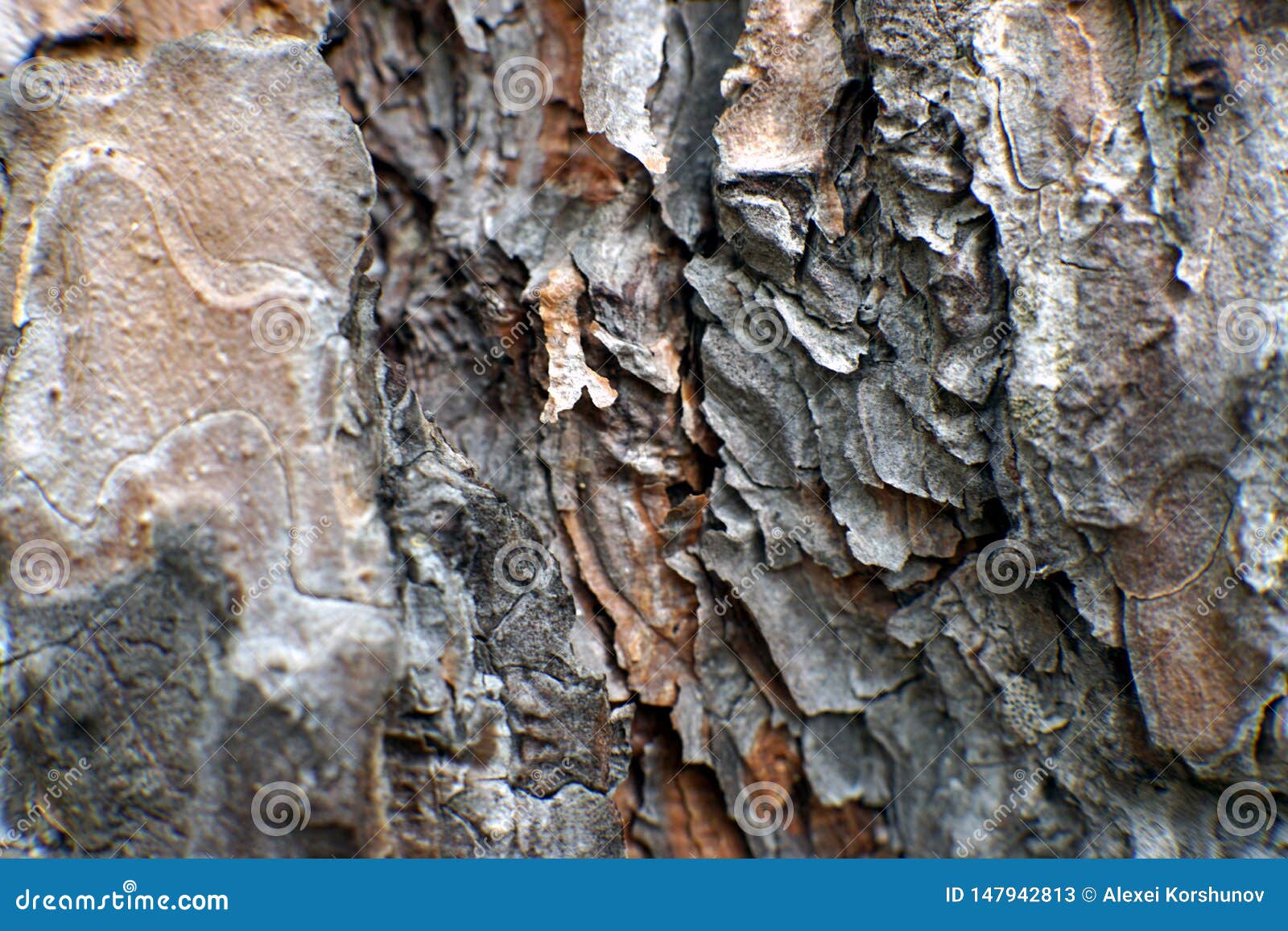 Macro Shot of a Pine Tree Bark Stock Image - Image of firewood, pattern ...