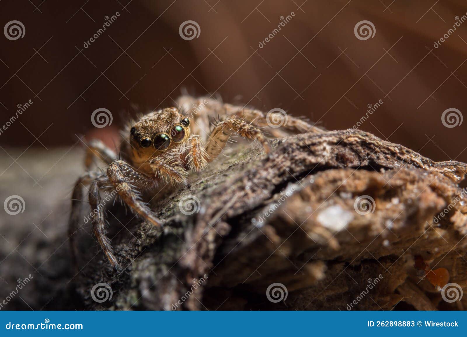 Macro Shot of a Jumping Spider in Its Natural Habitat Stock Image ...