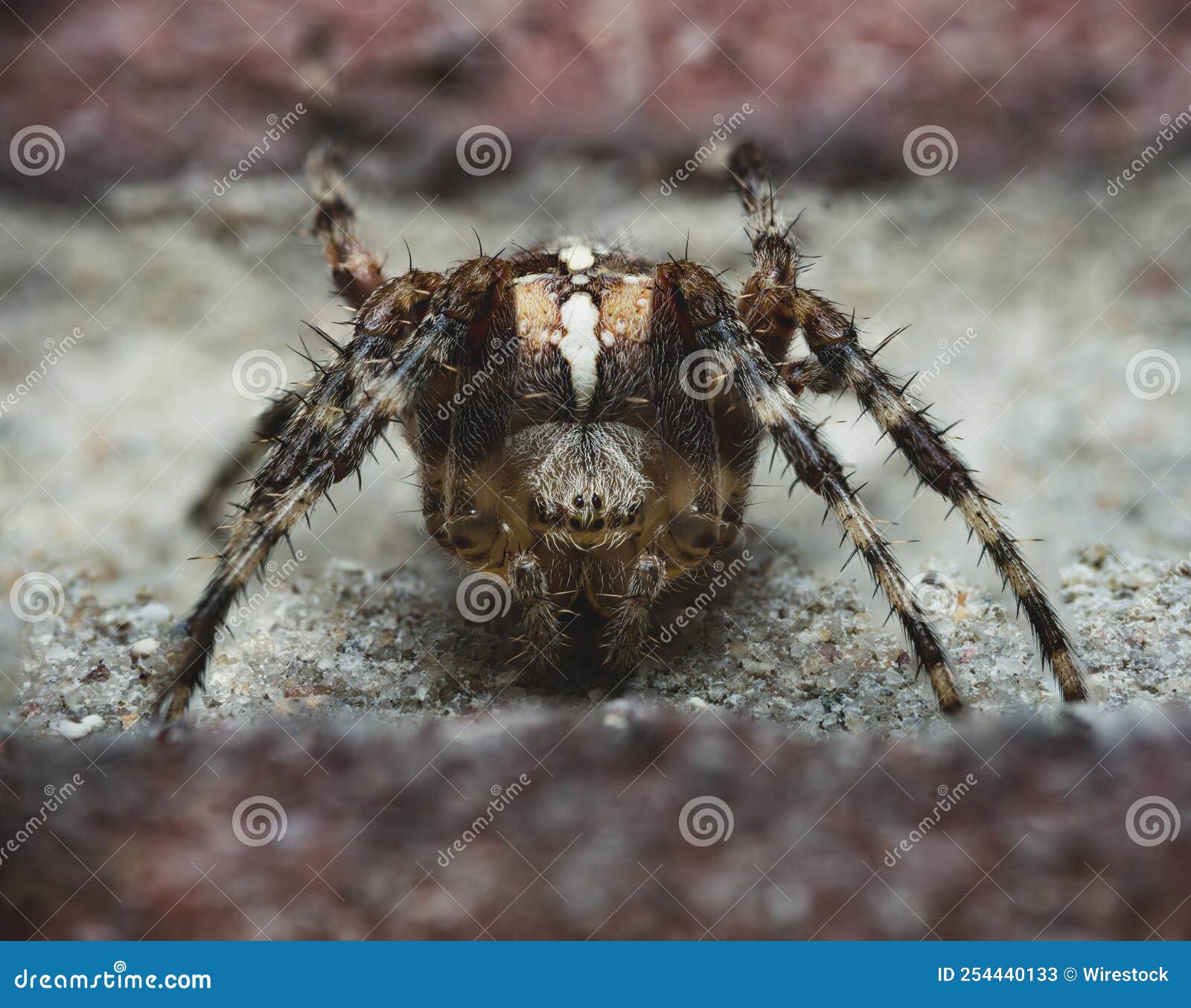 Macro Shot of a Jumping Spider on the Sand Stock Image - Image of macro ...
