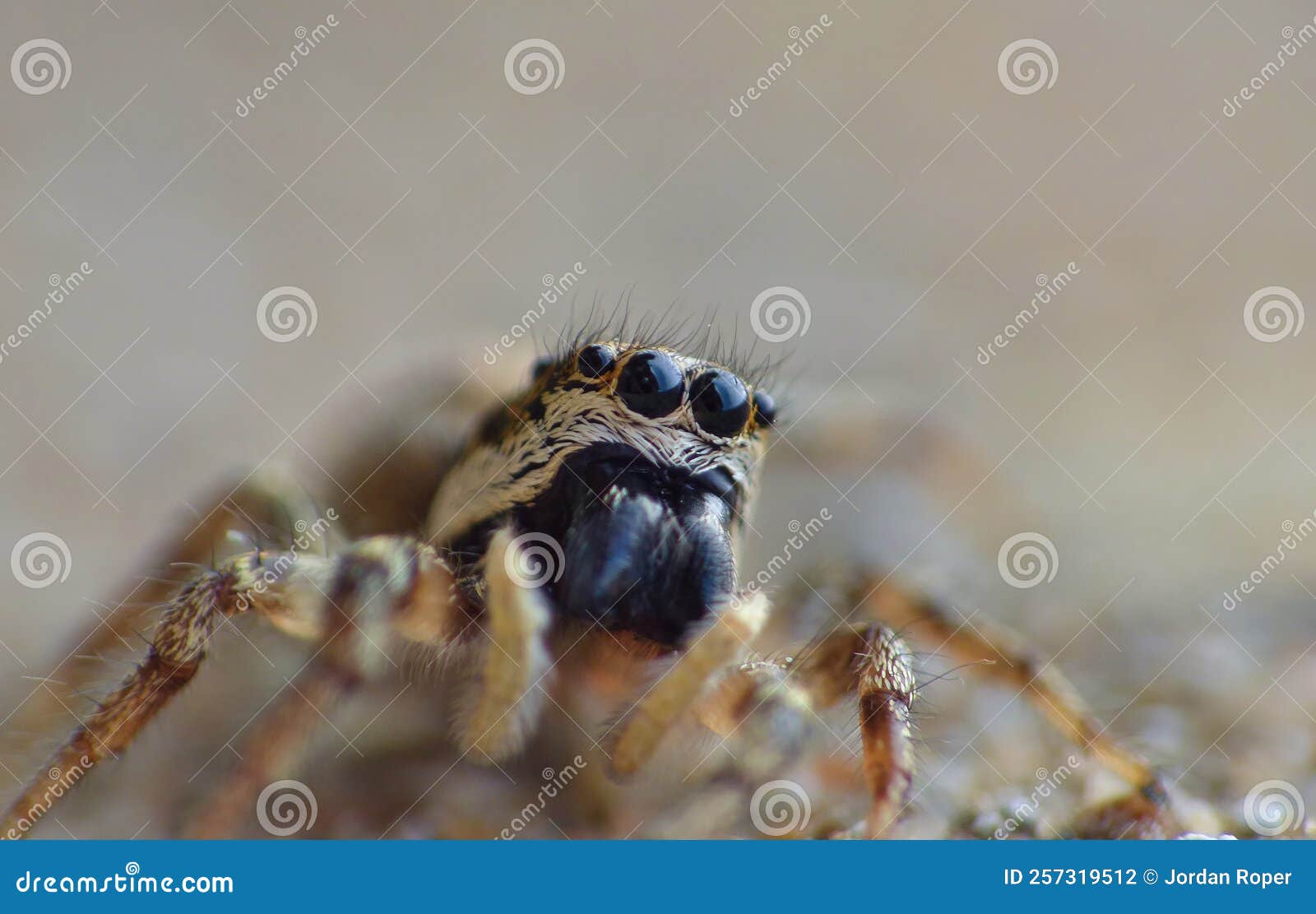 Jumping Spider close up stock photo. Image of animal - 257319512