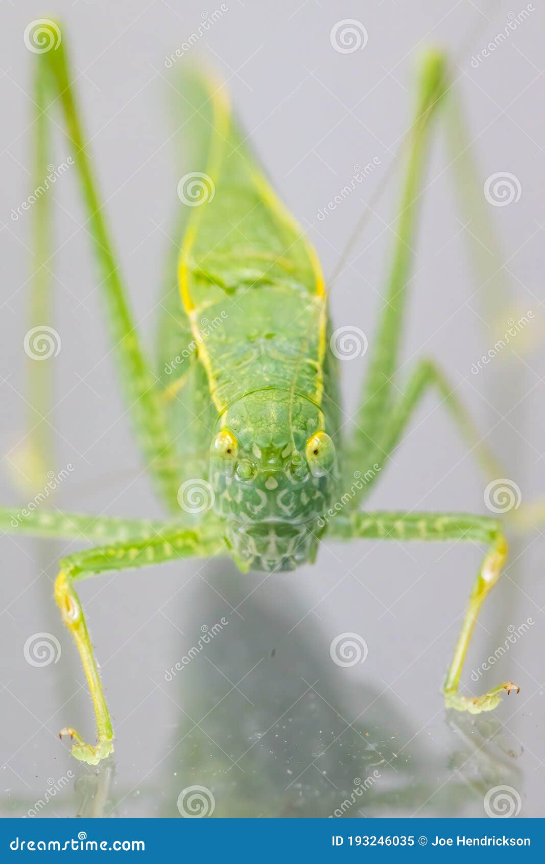 A Macro Shot of a Katydid Leaf Bug Stock Image - Image of eyes, legs ...