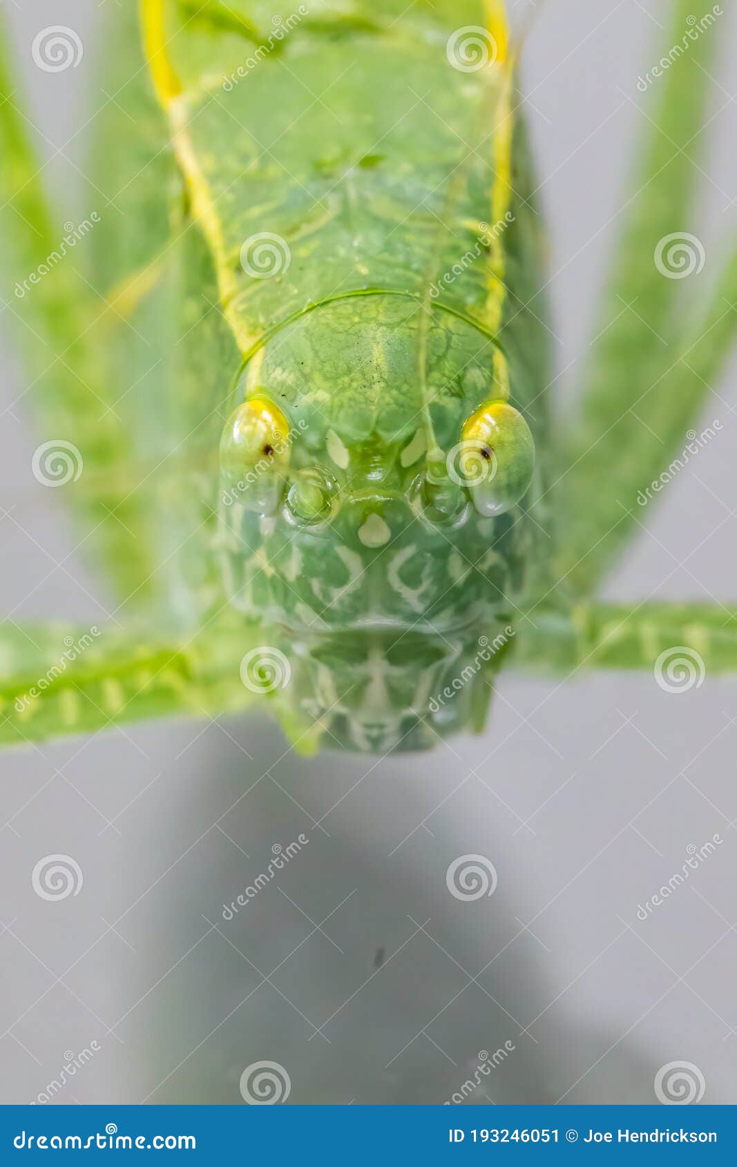 A Macro Shot of a Katydid Leaf Bug Stock Image - Image of eyes, animal ...