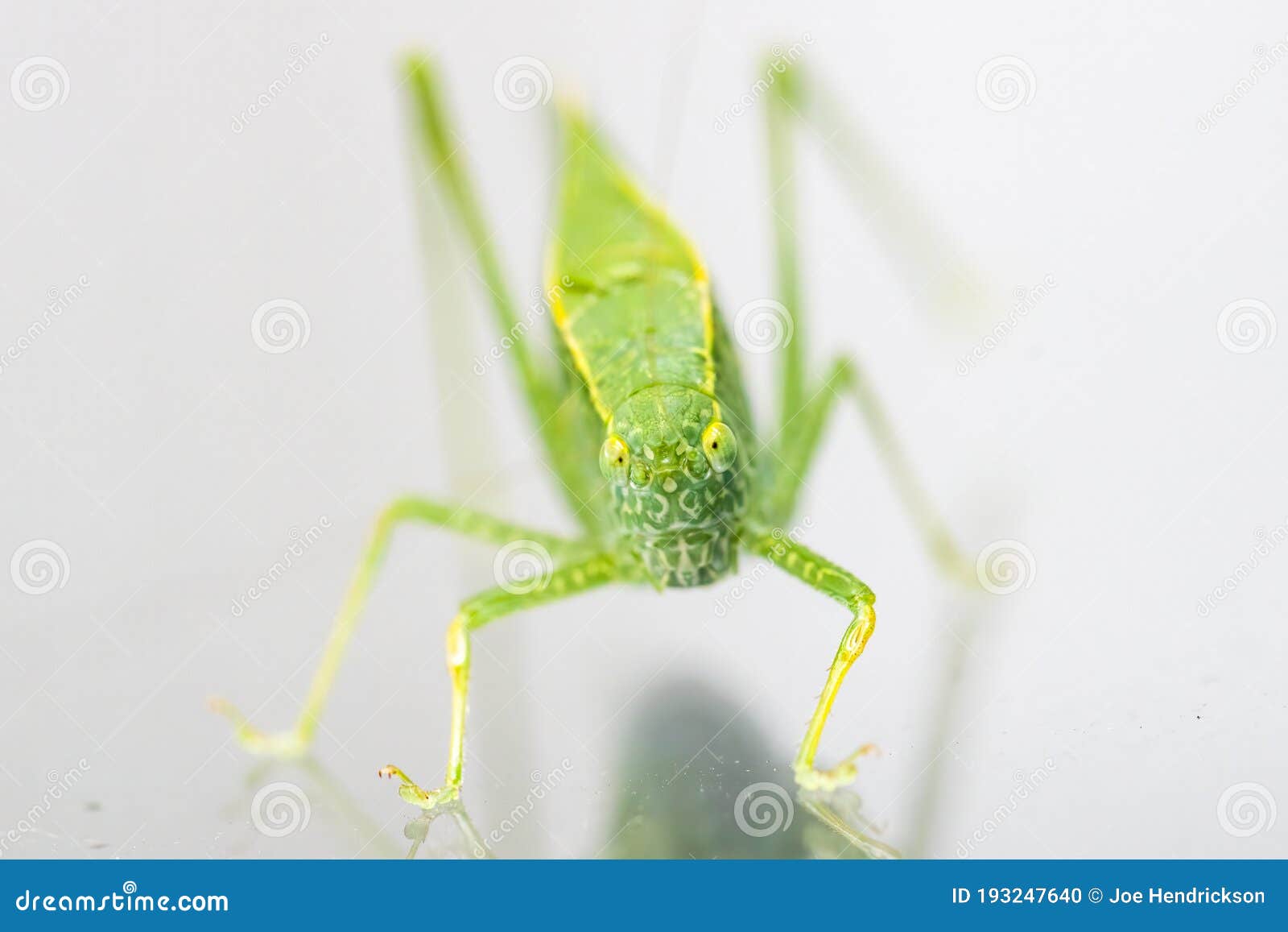 A Macro Shot of a Katydid Leaf Bug Stock Photo - Image of beautiful ...