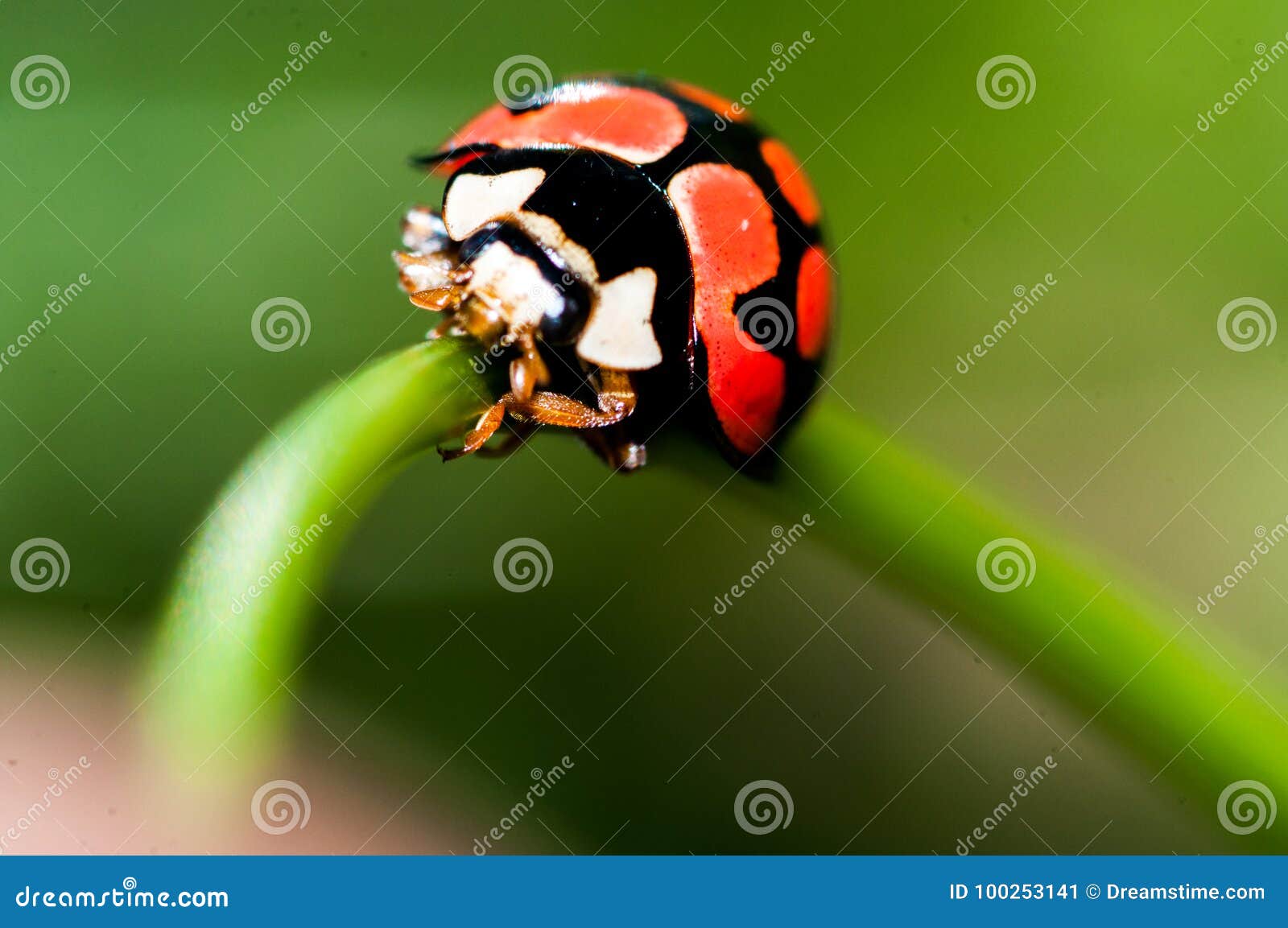 Lady bug stock image. Image of ladybug, leaf, nature - 100253141