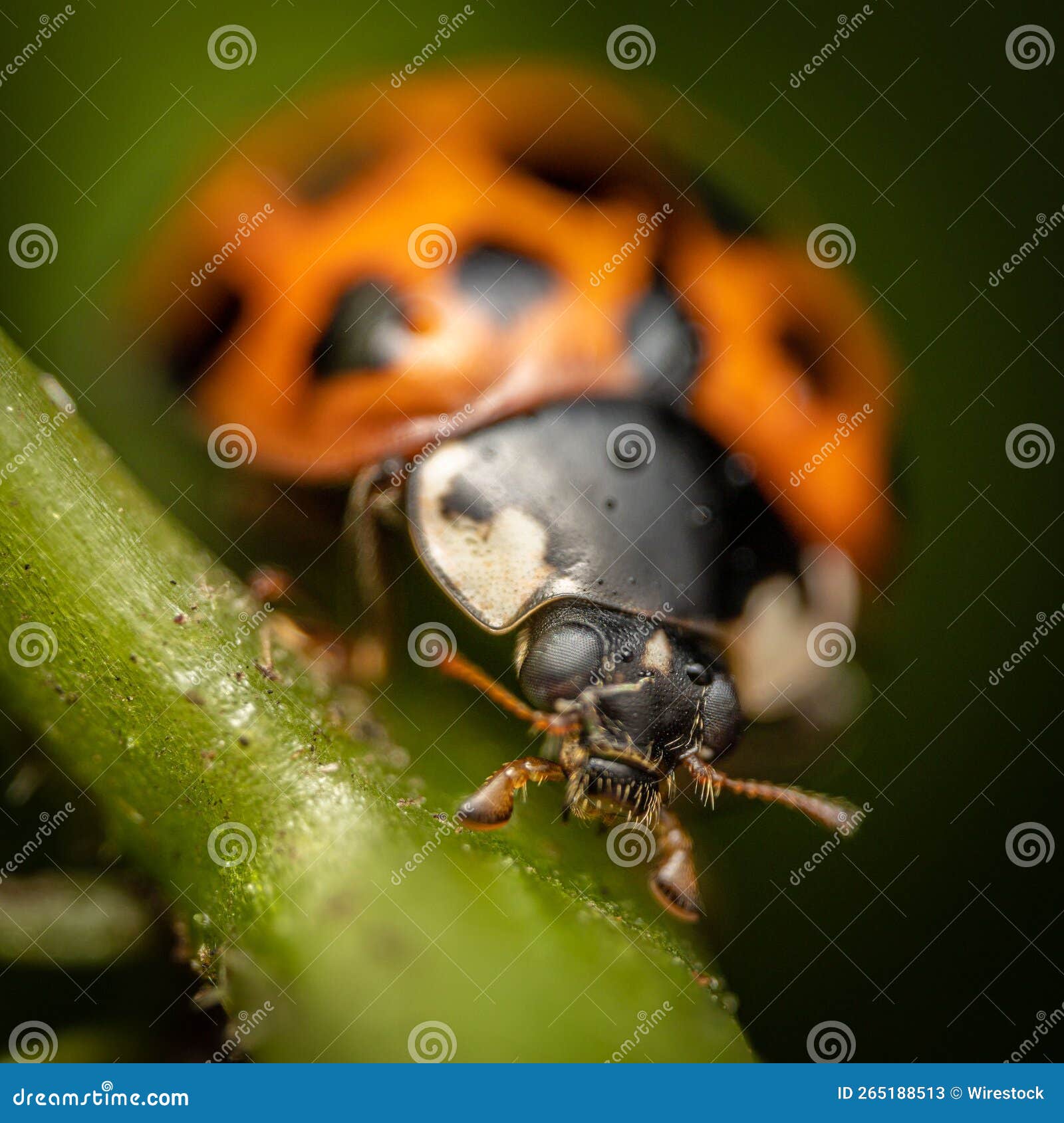 Macro Shot of a Ladybird on Plant Stock Image - Image of season, green ...