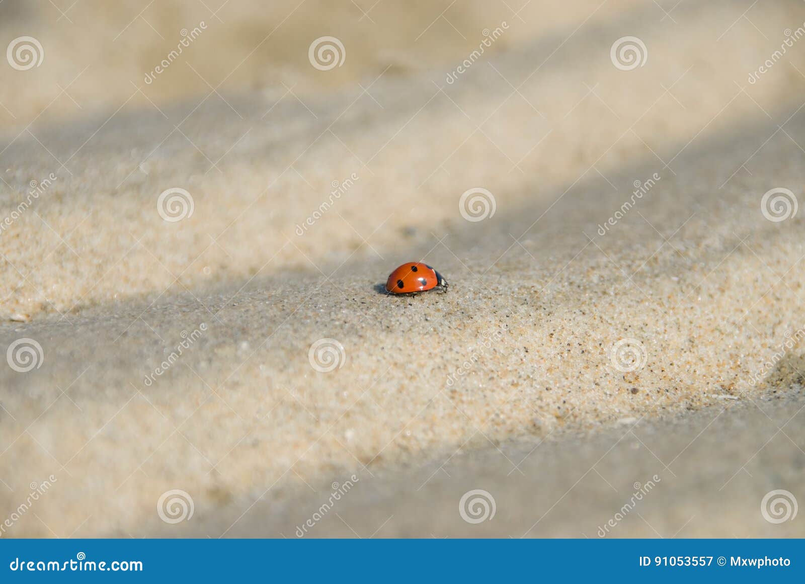 Macro Shot of Ladybug Crawling Over Tiny Sand Dunes Stock Image - Image ...