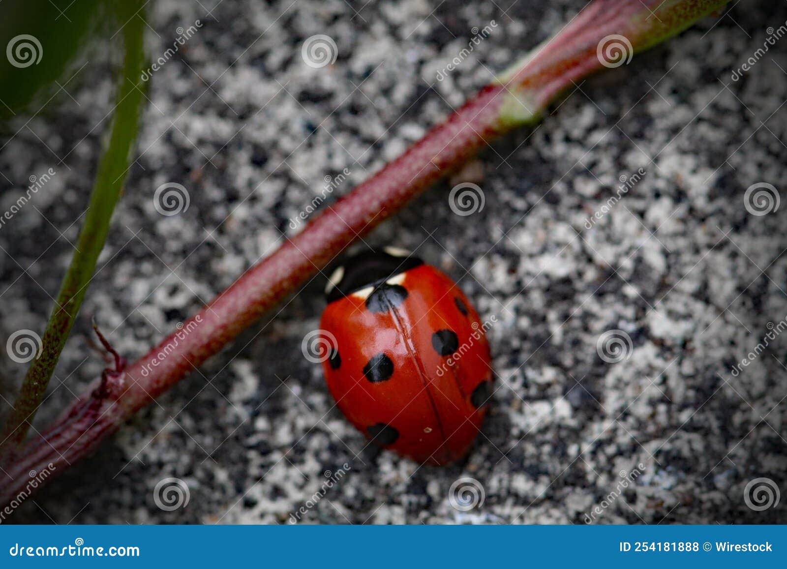 Macro Shot of a Ladybug in a Meadow in Merseyside Stock Photo - Image ...