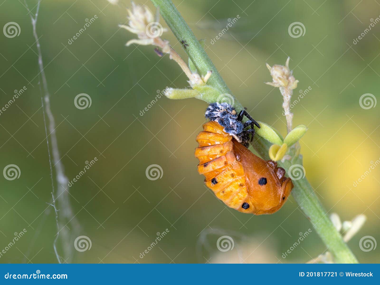 Ladybug Pupa With Exoskeleton Still Attached. Royalty-Free Stock Image ...