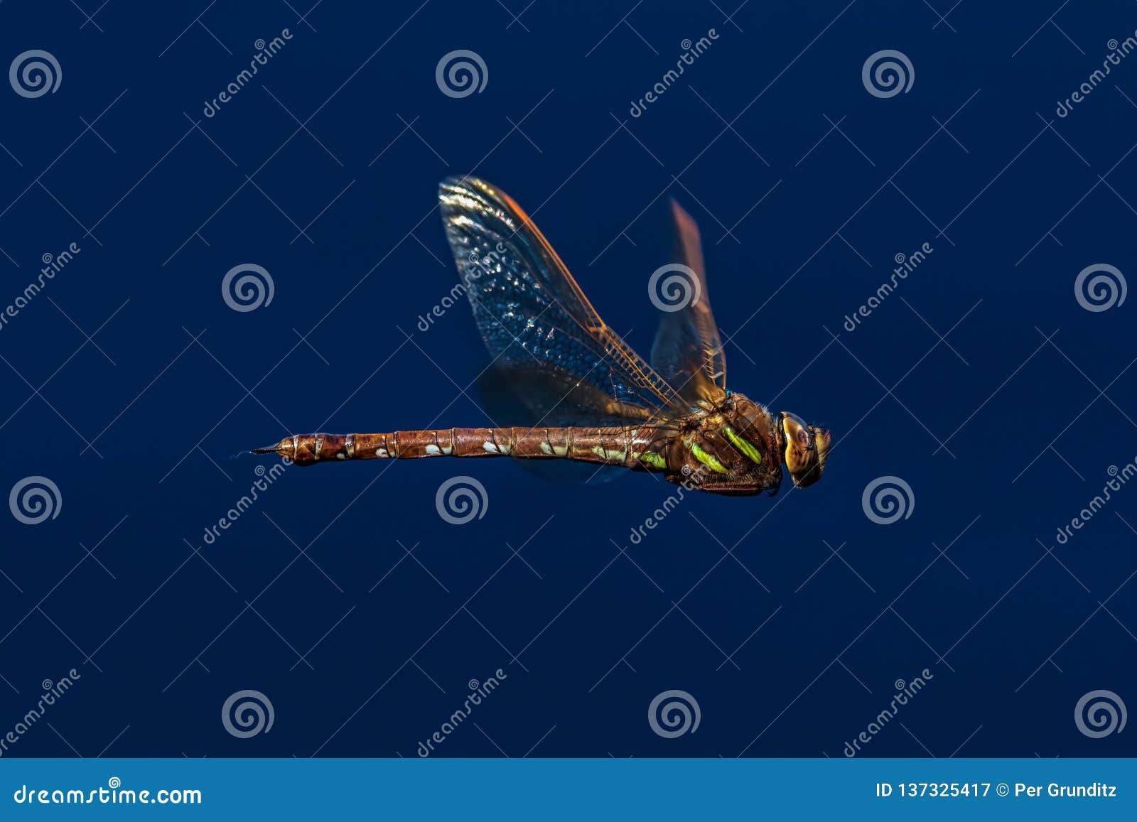 Extreme Close-up of Large Dragonfly in Flight Stock Image - Image of ...