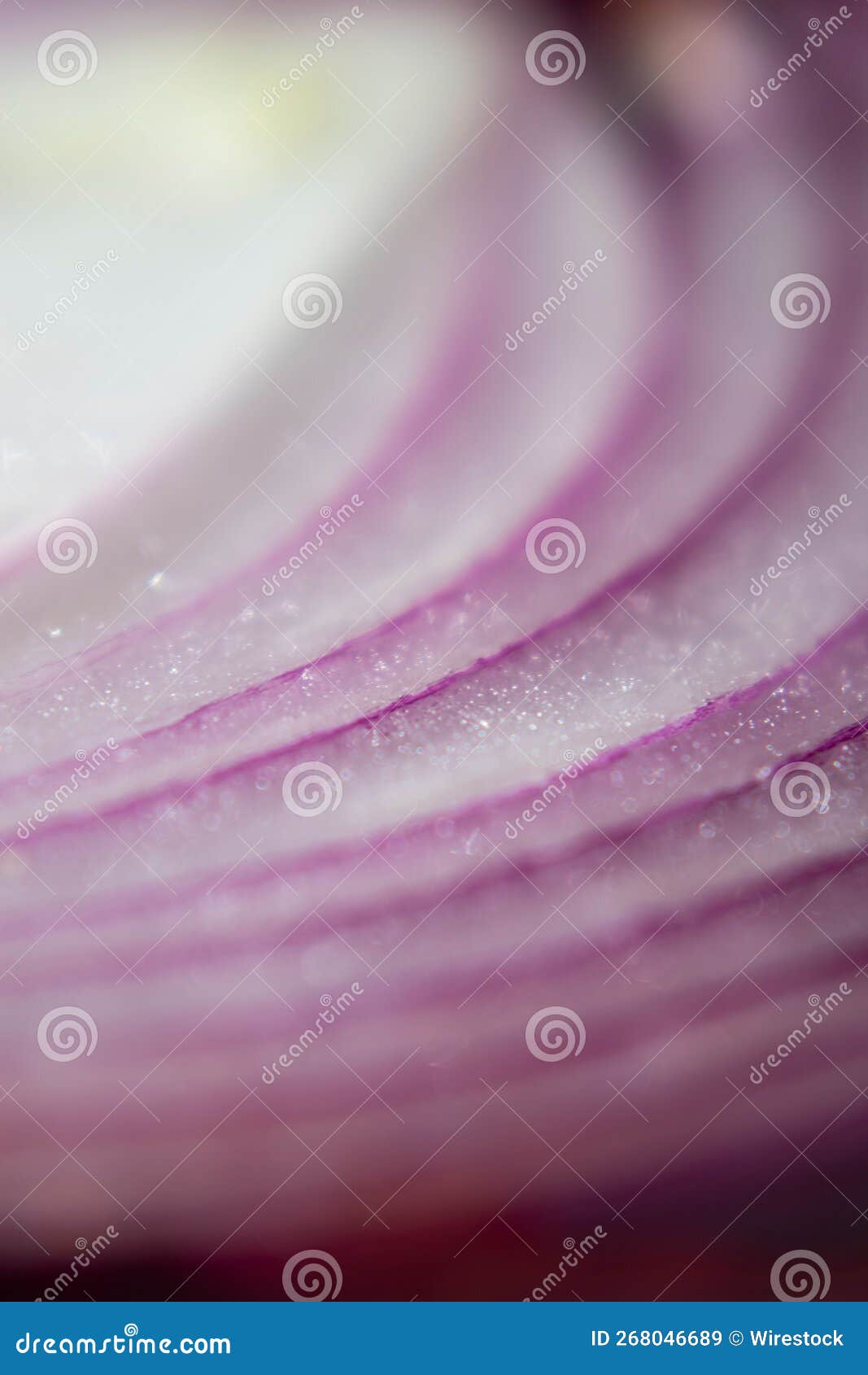 Macro Shot of the Layers of a Red Onion Stock Image - Image of food ...