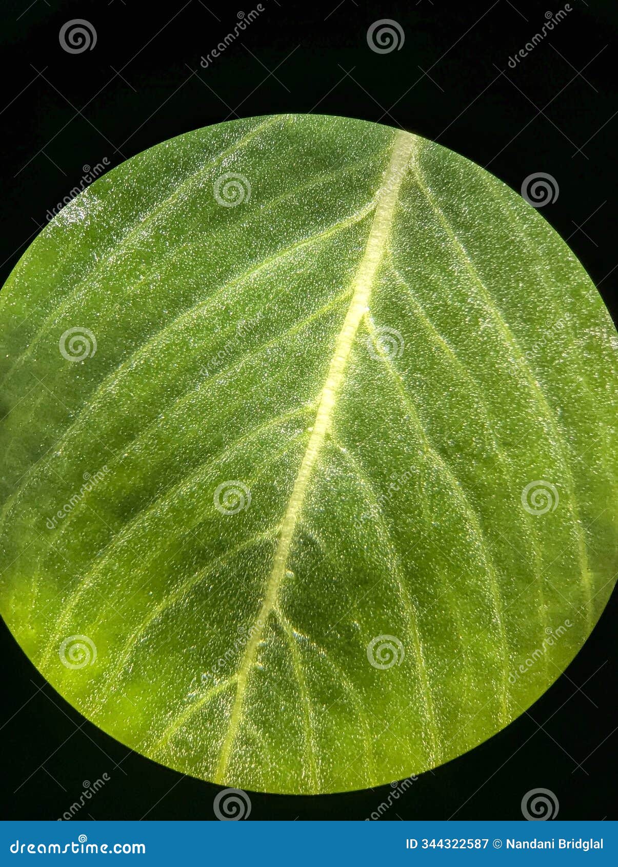 Macro Shot of a Leaf Under a Microscope Stock Image - Image of nature ...