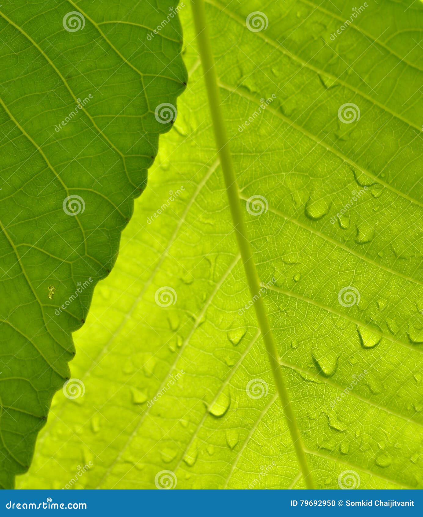 Macro Shot of Leaves Green in the Nature Stock Photo - Image of closeup ...