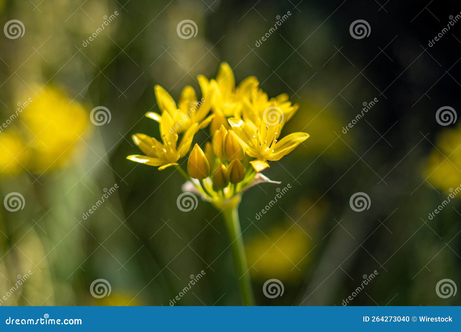 Macro Shot of a Lily Leek Plant Blooming in the Greenery Stock Photo ...