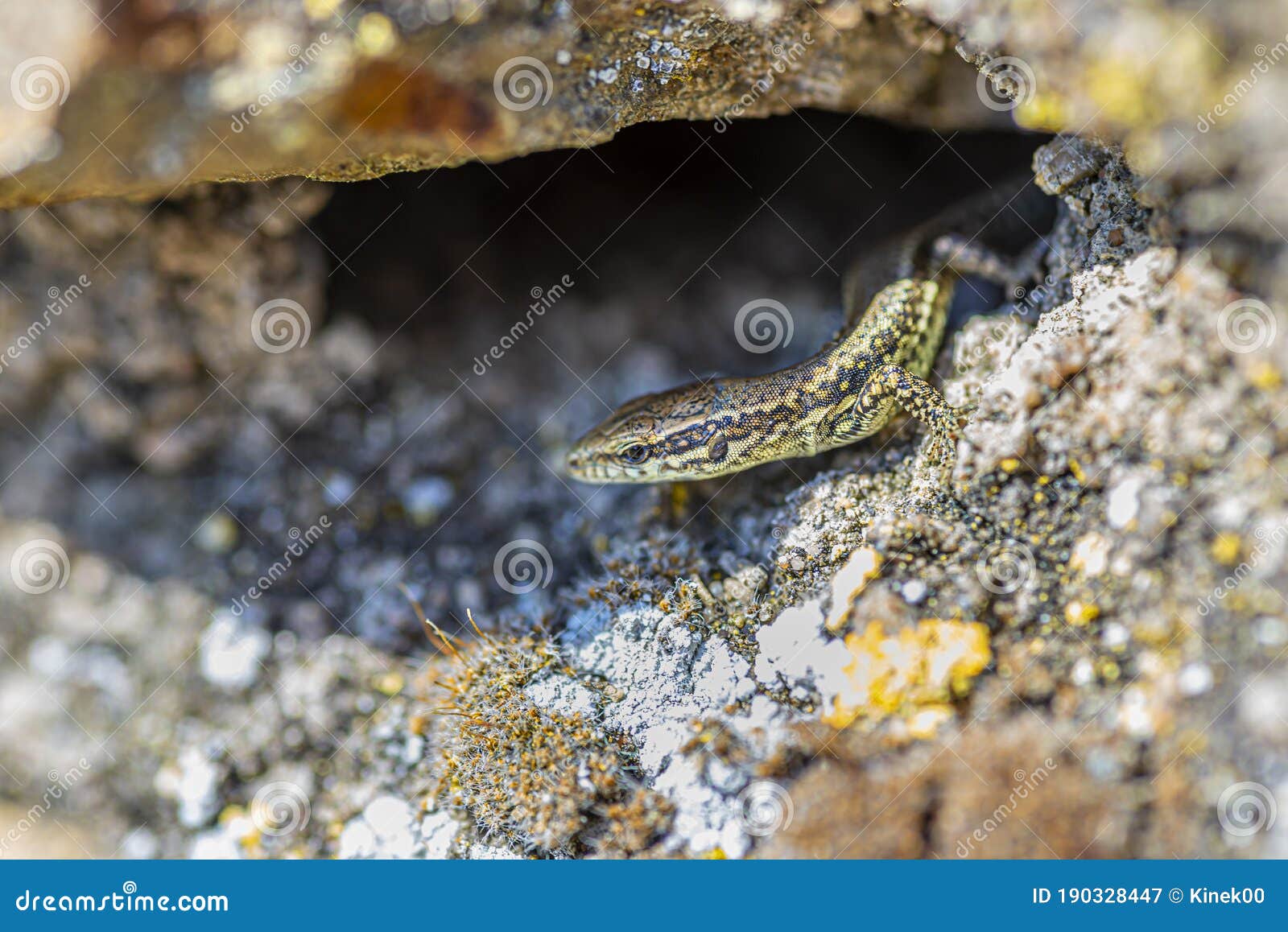 A Lizard Standing Still And Posing In A Rainforest. Reptile Profile ...