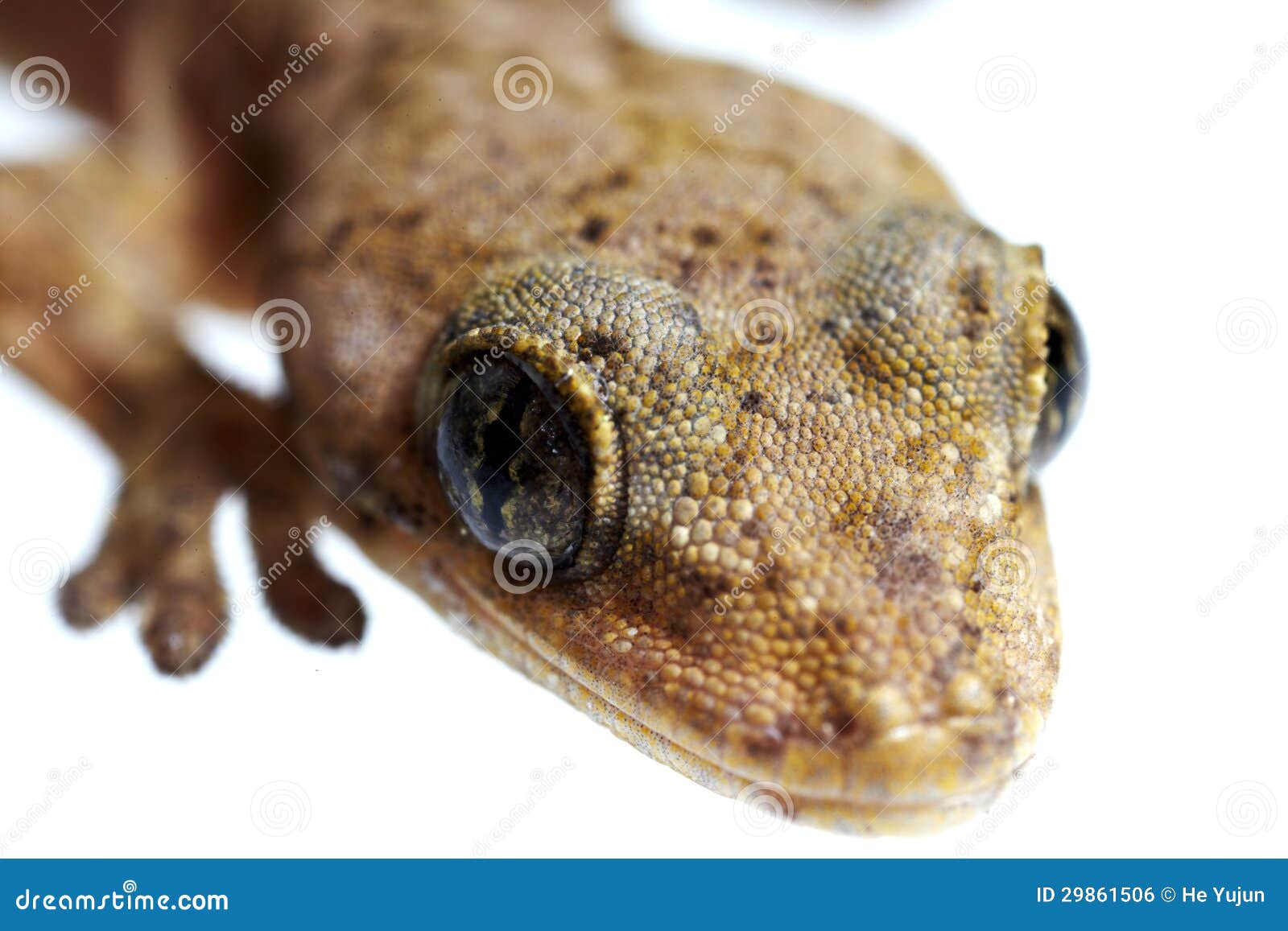 Lizard extreme macro stock photo. Image of white, small - 29861506