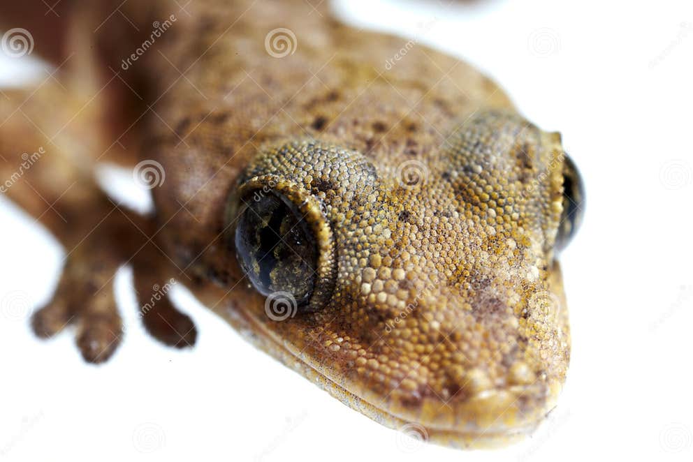 Lizard extreme macro stock photo. Image of white, small - 29861506