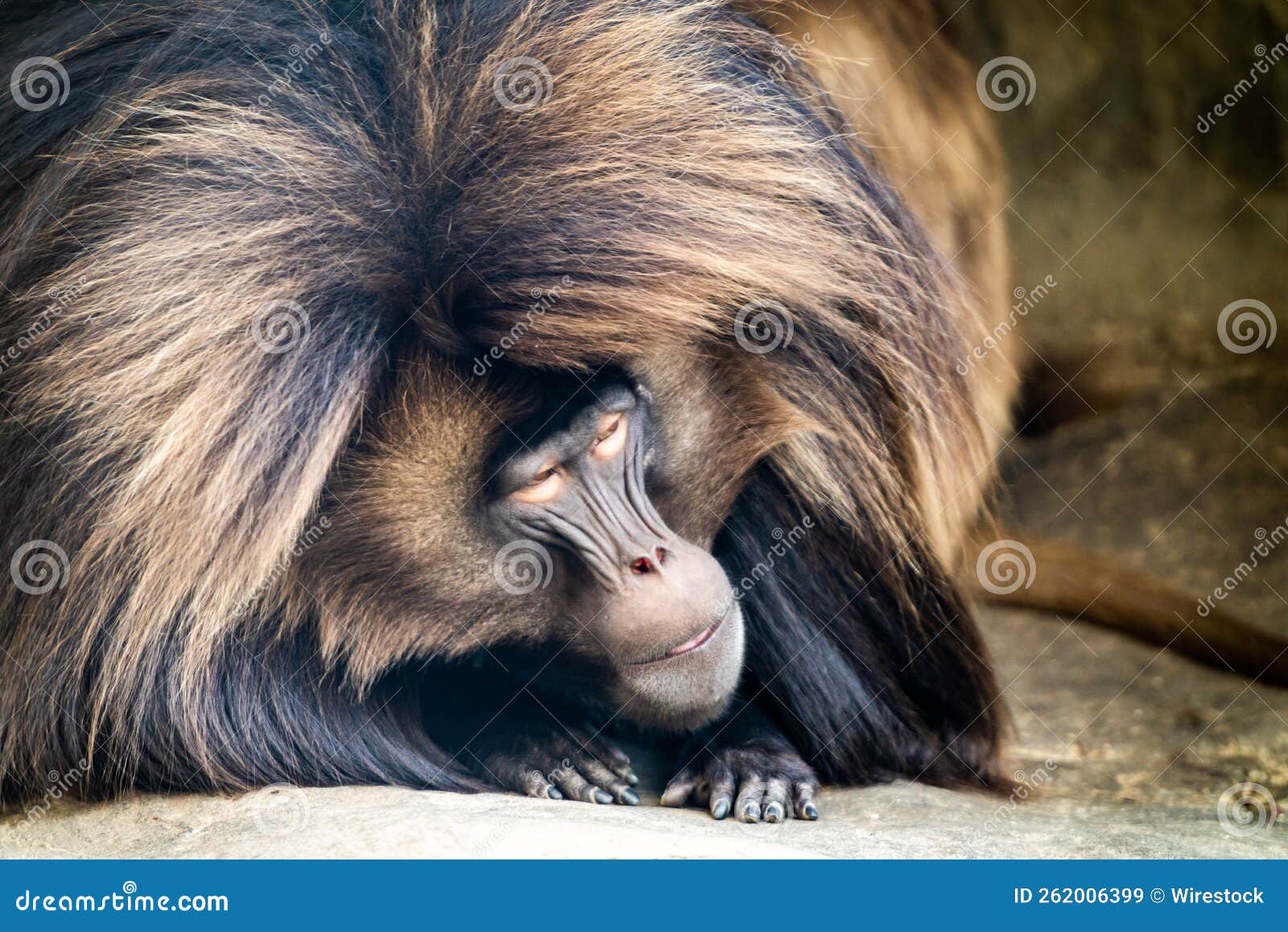 Macro Shot of a Long Haired Gelada Baboon Sleeping in the Zoo Stock ...
