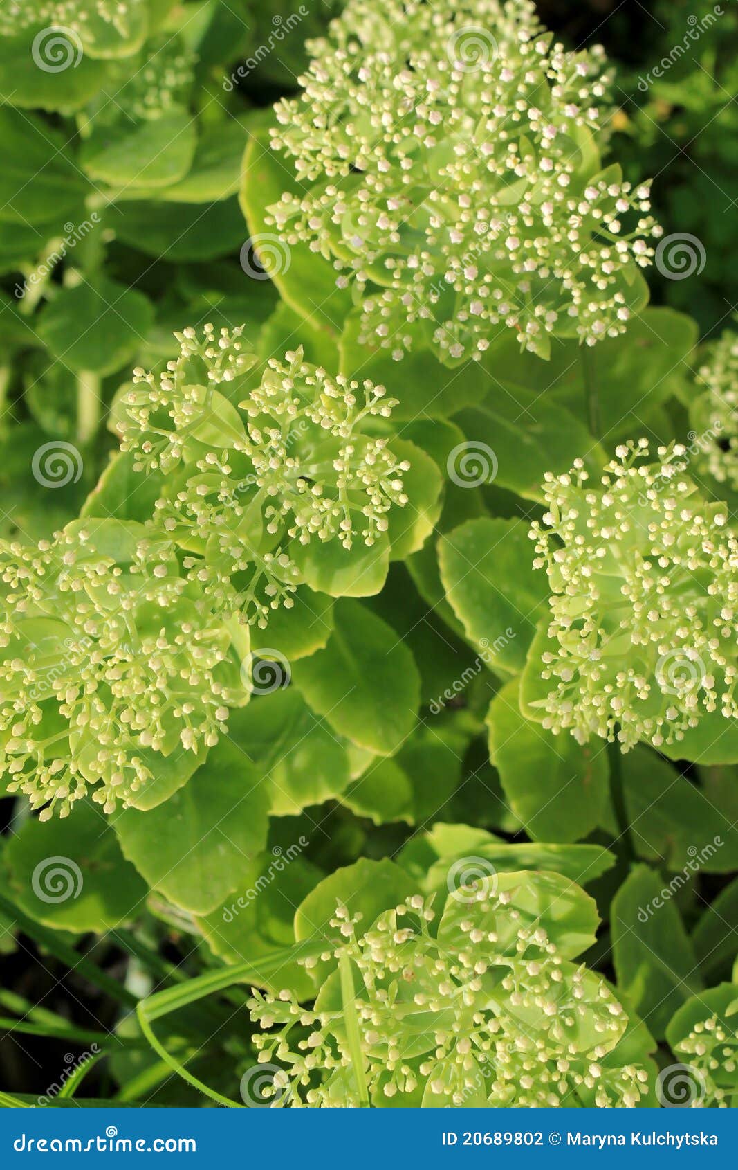 Macro Shot of a Lushly Green Flower Plant Stock Photo - Image of plant ...