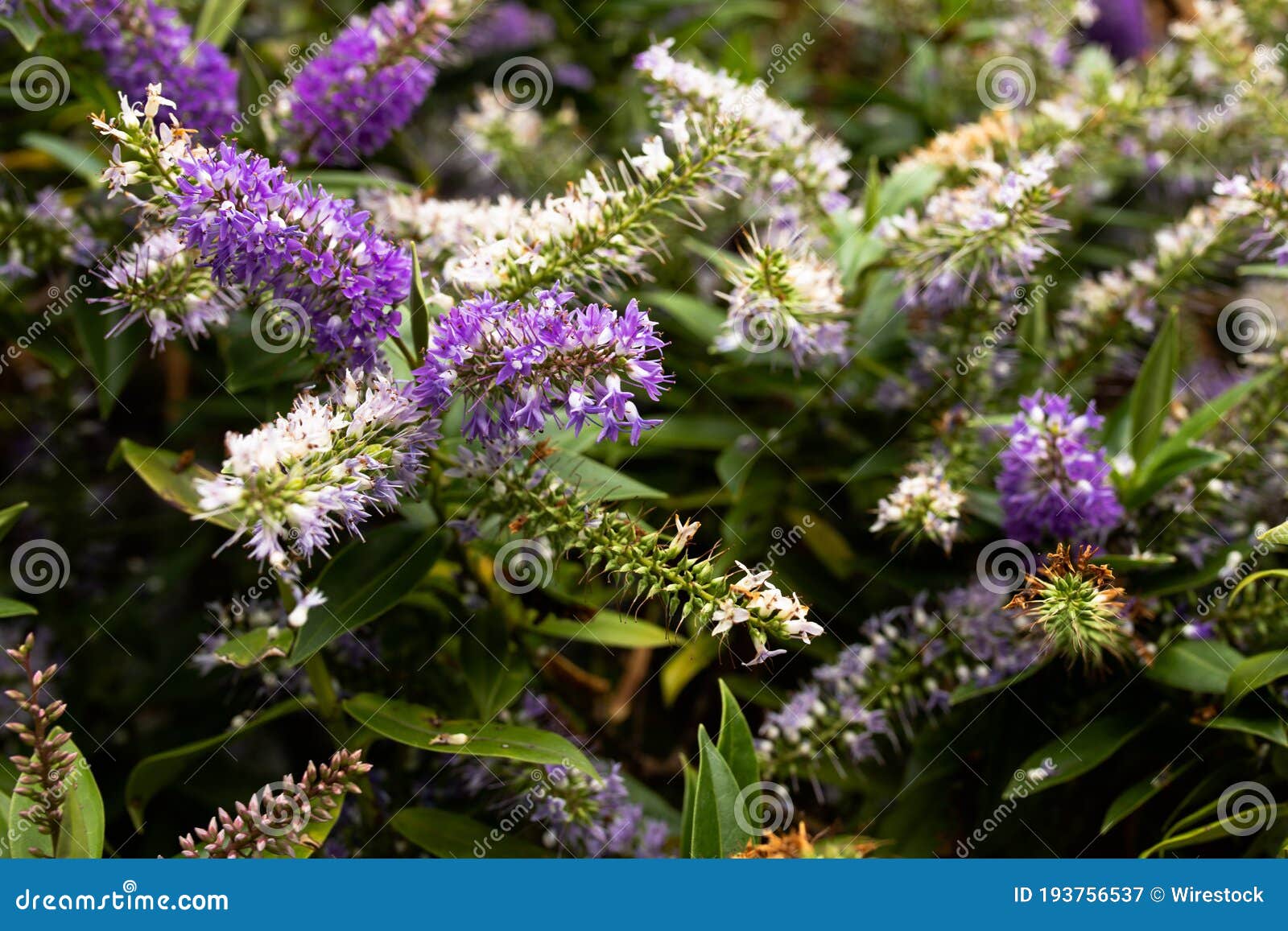 Macro Shot of Magical Violet Flowers Stock Image - Image of macro ...