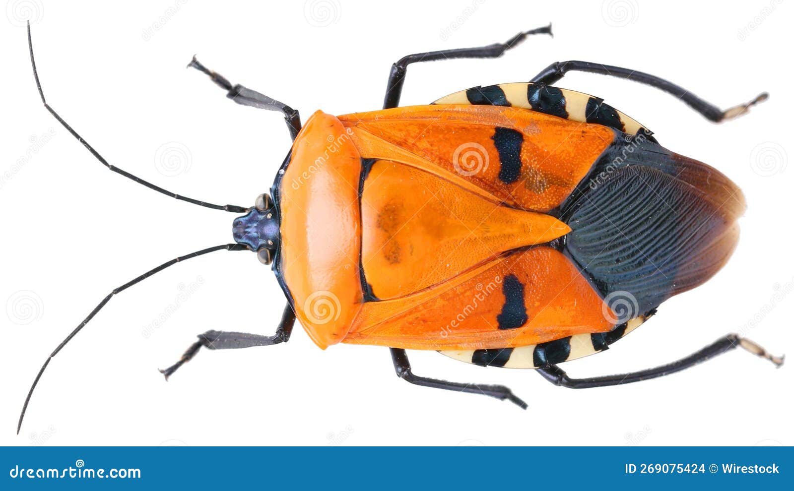 Macro Shot of a Man-faced Stink Bug Isolated on a White Background ... Macro Shot of a Man-faced Stink Bug Isolated on a White Background ...