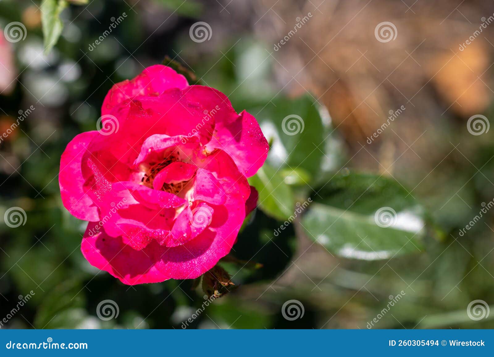 Macro Shot of the Mandevilla Dipladenia Flower on Its Stem Stock Photo ... Macro Shot of the Mandevilla Dipladenia Flower on Its Stem Stock Photo ...