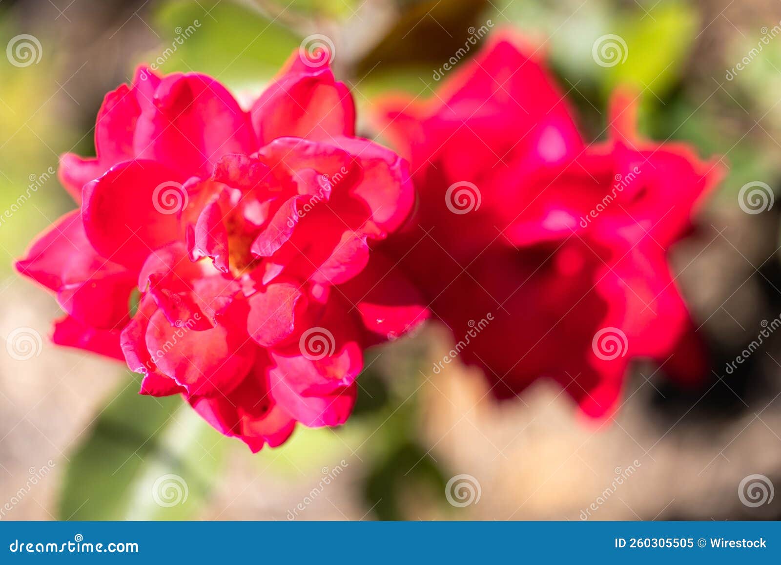 Macro Shot of the Mandevilla Dipladenia Flower on Its Stem Stock Image ... Macro Shot of the Mandevilla Dipladenia Flower on Its Stem Stock Image ...