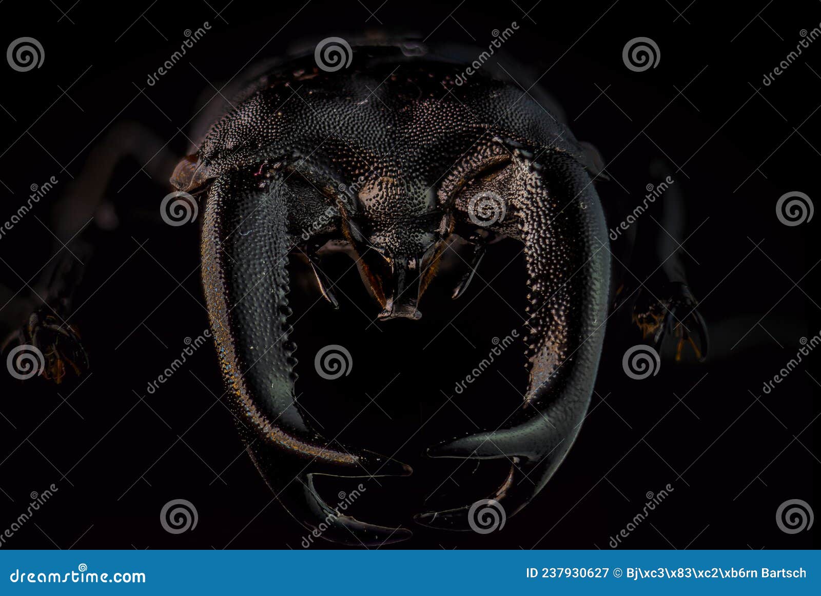 Close Up of a Java Stag Beetle Stock Image - Image of closeup, biology ...