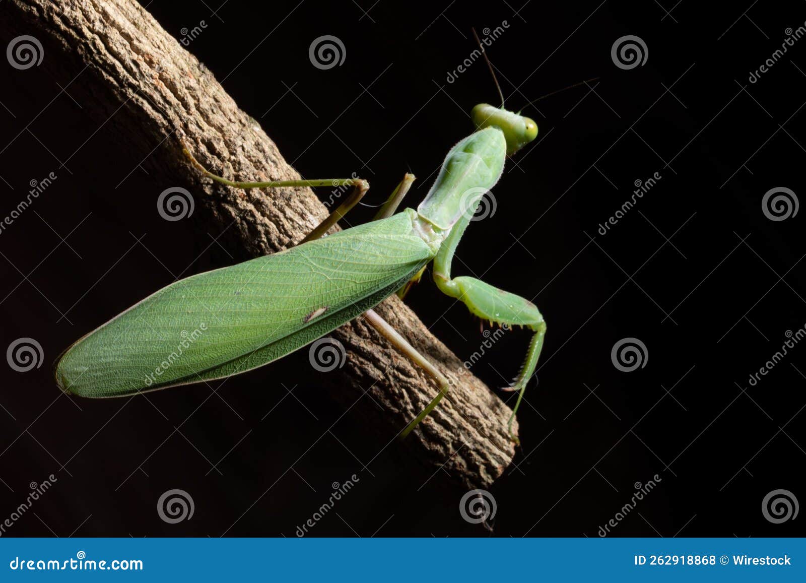 Macro Shot of a Mantis on a Tree Branch with the Dark Background Stock ...
