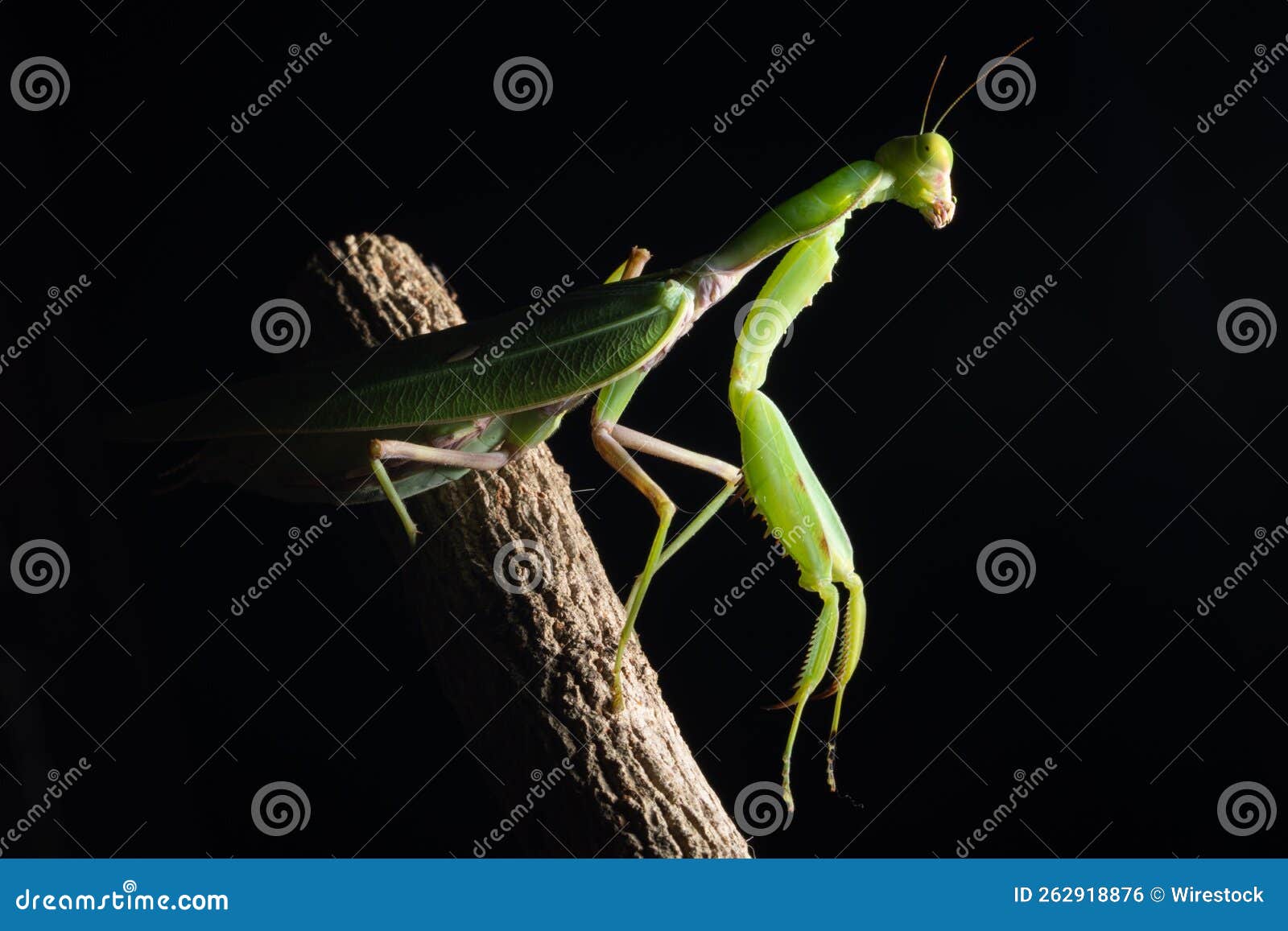 Macro Shot of a Mantis on a Tree Branch with the Dark Background Stock ...