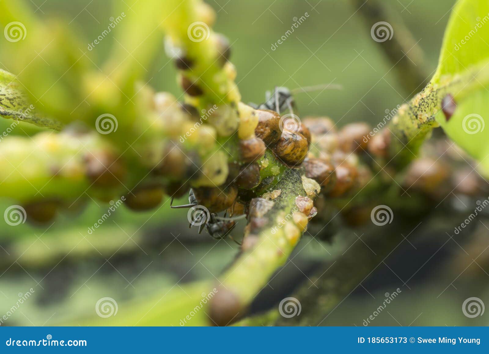 Macro Shot of Many Tiny Tortoise Scale Insect. Stock Image - Image of ...