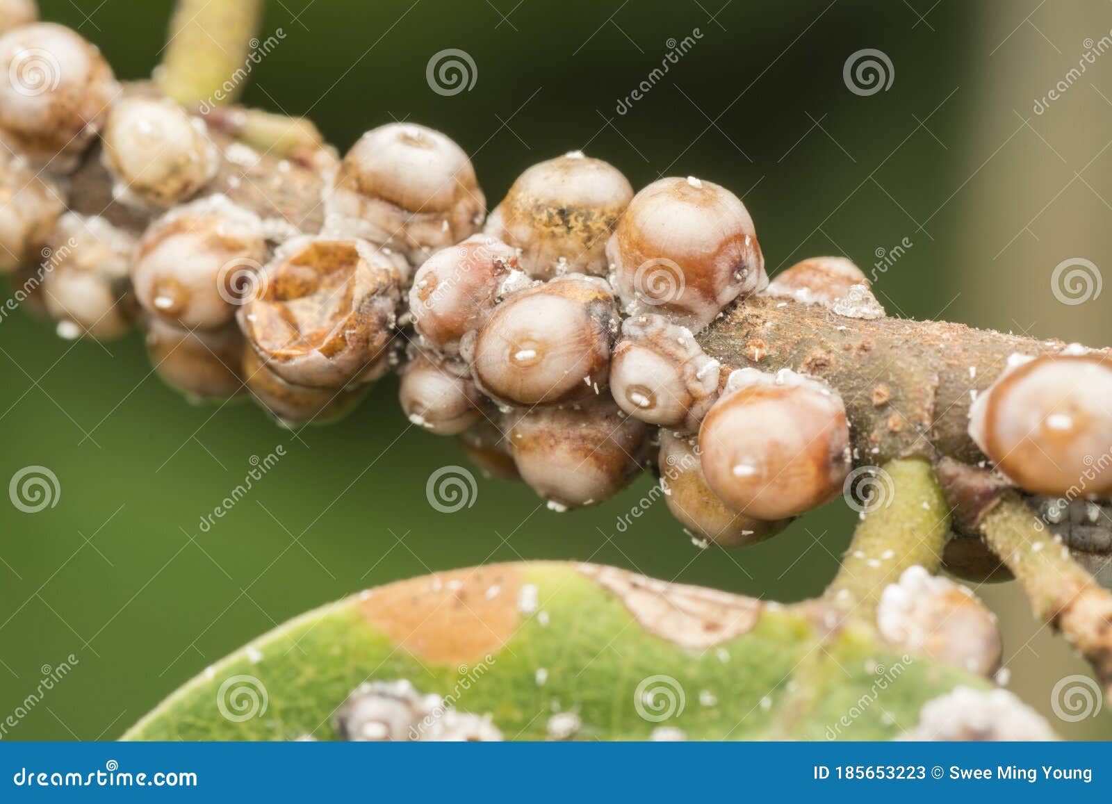 Macro Shot of Many Tiny Tortoise Scale Insect. Stock Image - Image of ...