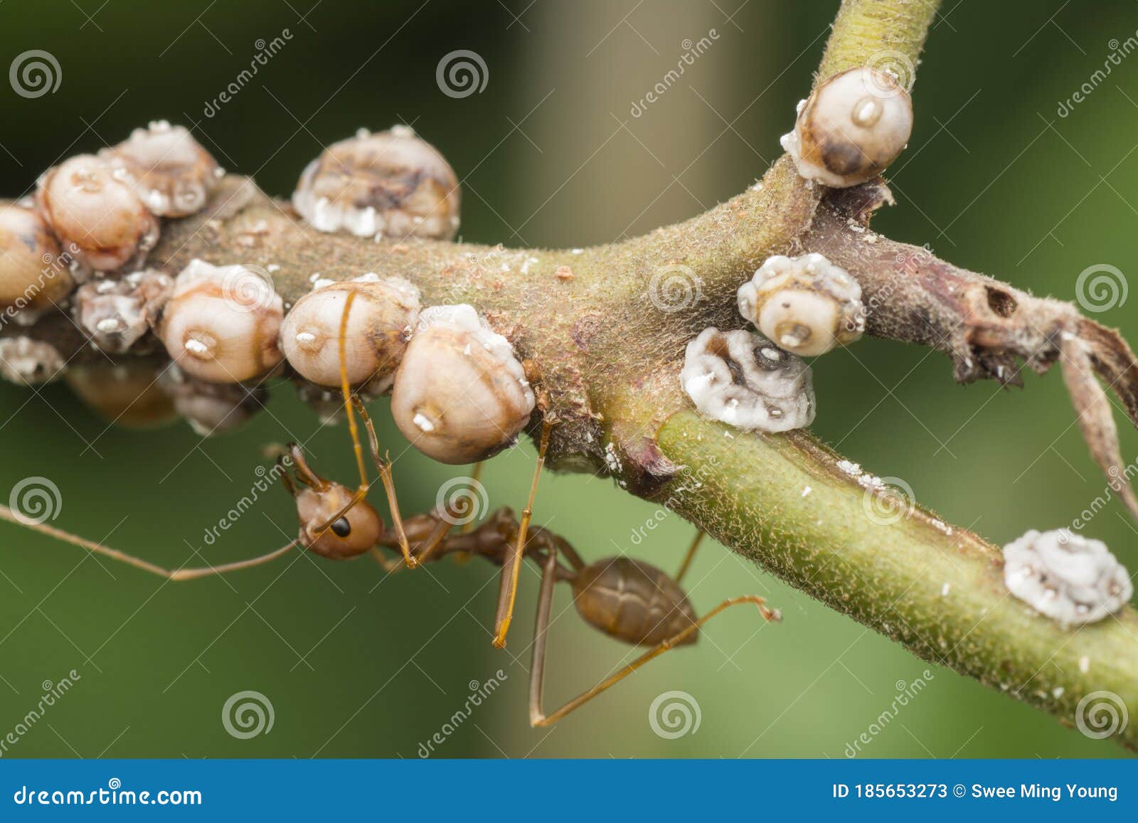 Macro Shot of Many Tiny Tortoise Scale Insect. Stock Image - Image of ...