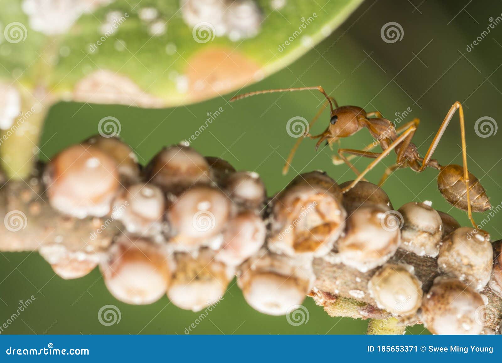 Macro Shot of Many Tiny Tortoise Scale Insect. Stock Image - Image of ...
