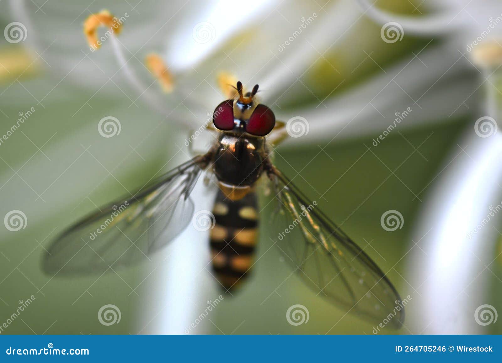 Labiatarum Stock Photos - Free & Royalty-Free Stock Photos from Dreamstime